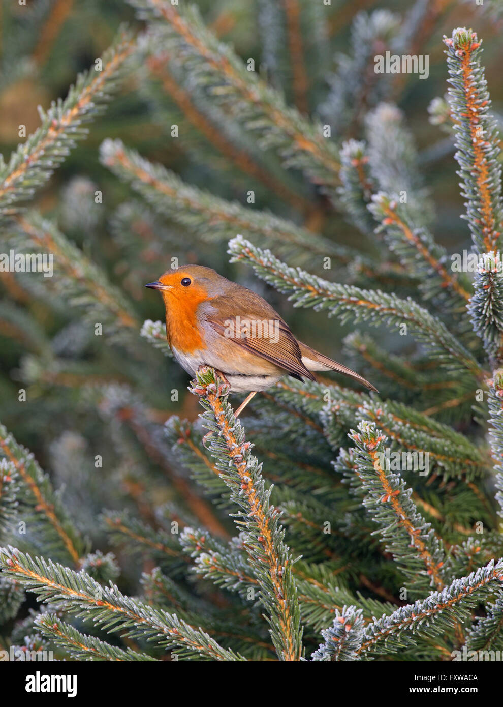 Robin Erithacus Rubecula perch on Spruce in Frost Stock Photo - Alamy