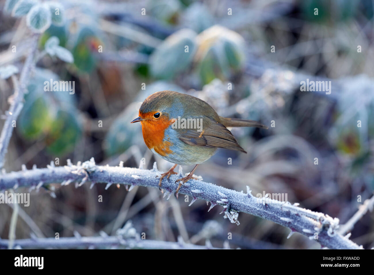 Little red robin hi-res stock photography and images - Alamy