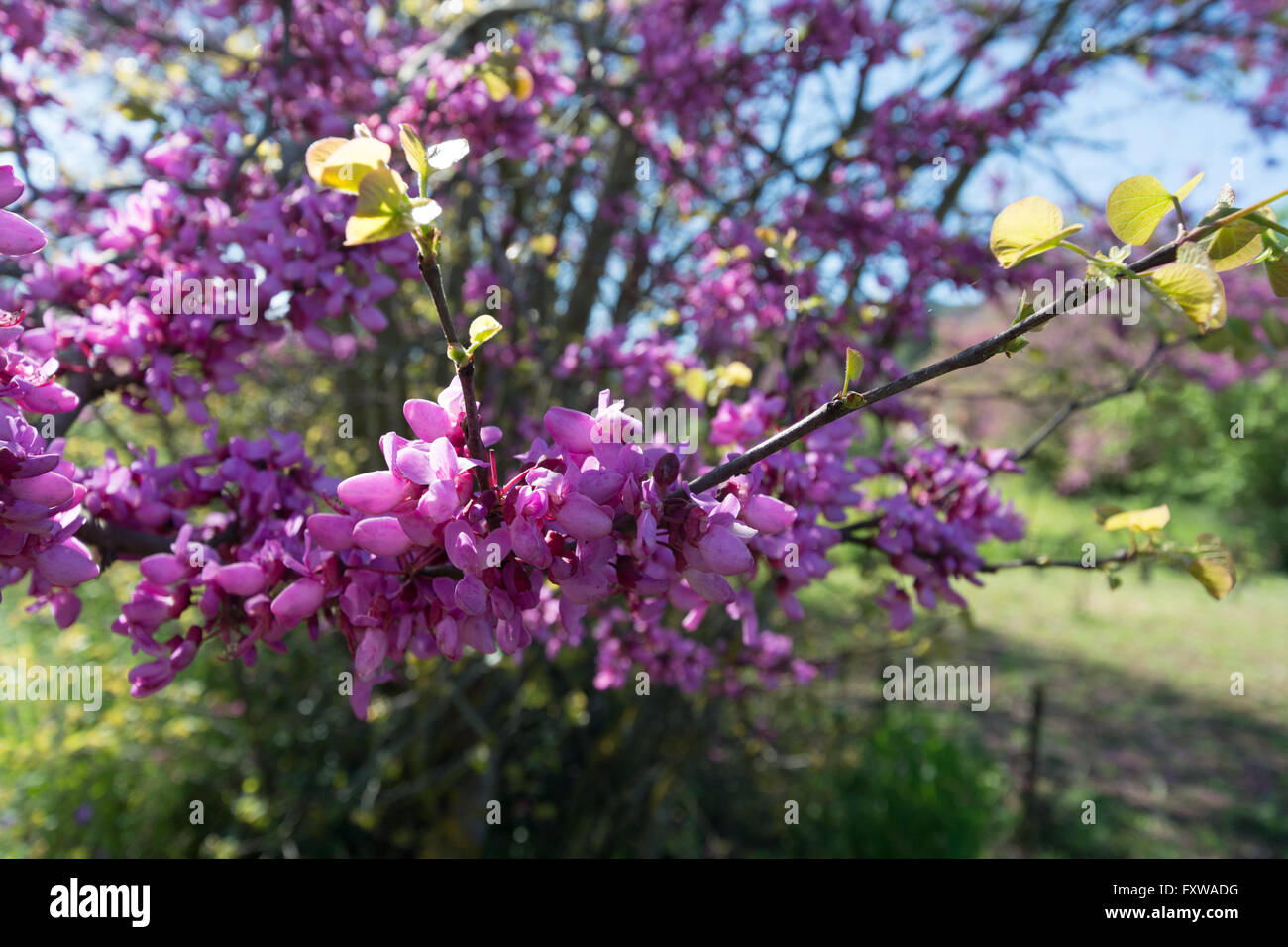 Redbud tree pink flowers, spring background Stock Photo - Alamy