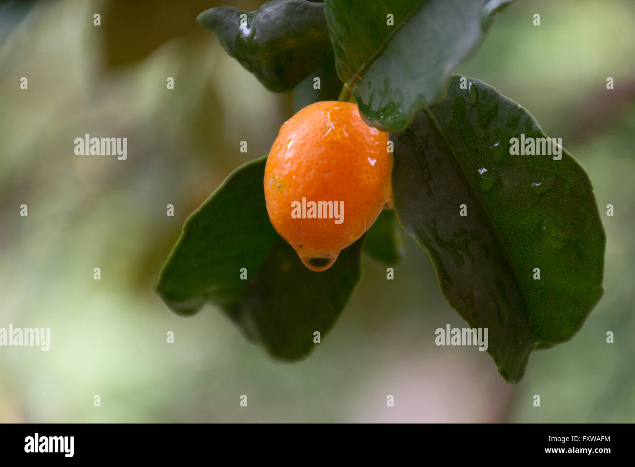 Orange fruit corfu hi-res stock photography and images - Alamy