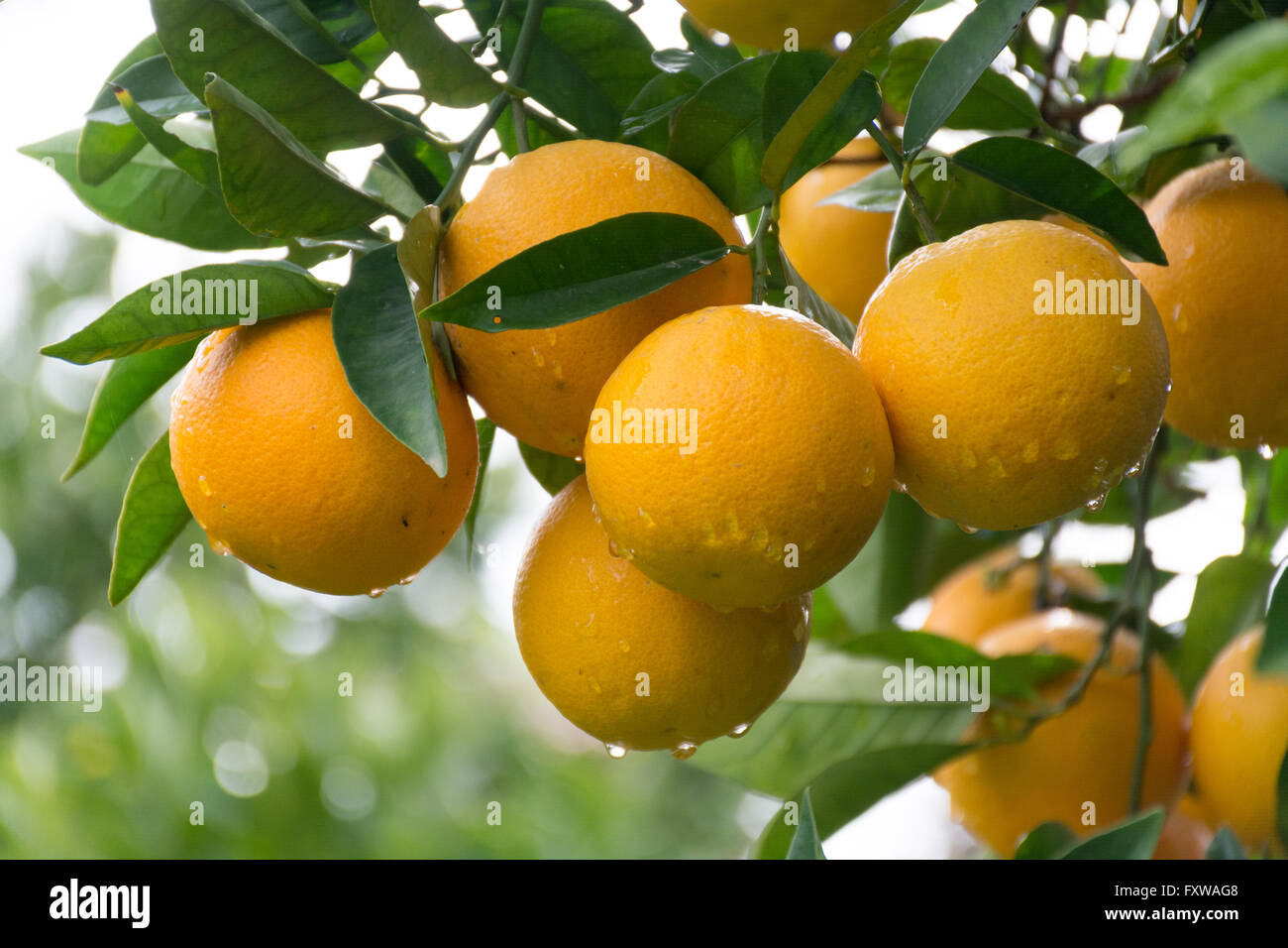 Orange tree with ripe oranges in the garden Stock Photo - Alamy