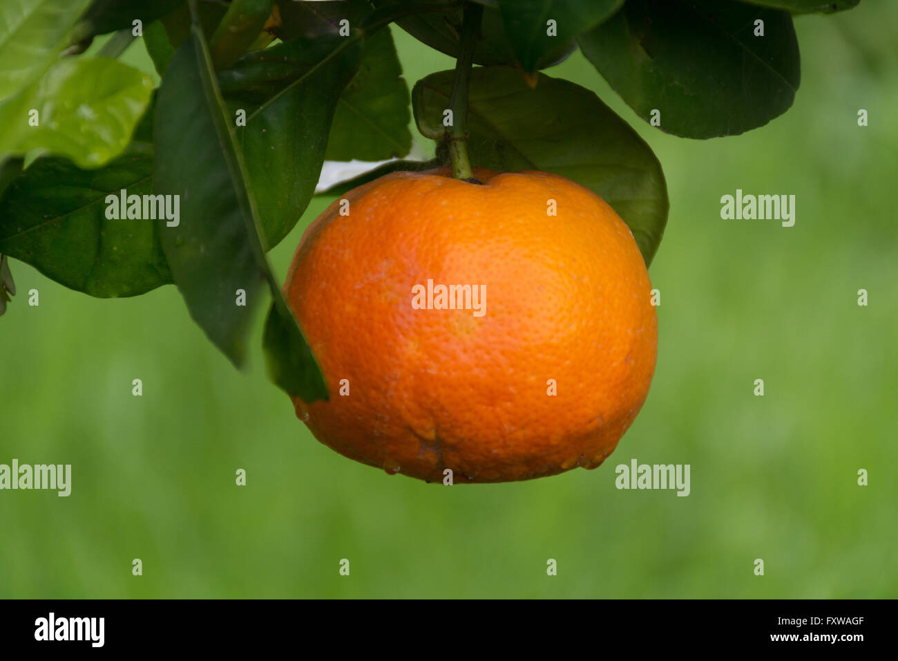 Mandarin orange tree with ripe mandarin fruit in the garden Stock Photo ...