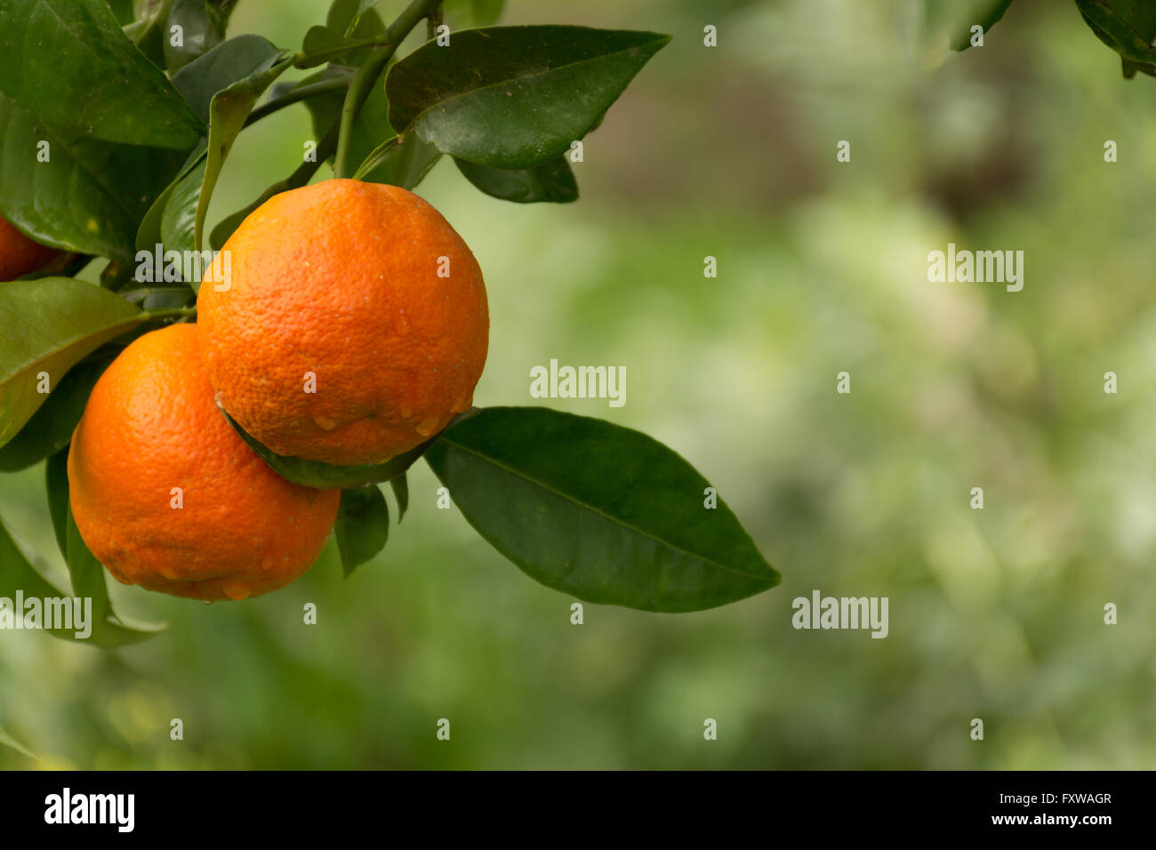 Mandarin orange tree with ripe mandarin fruit in the garden Stock Photo ...
