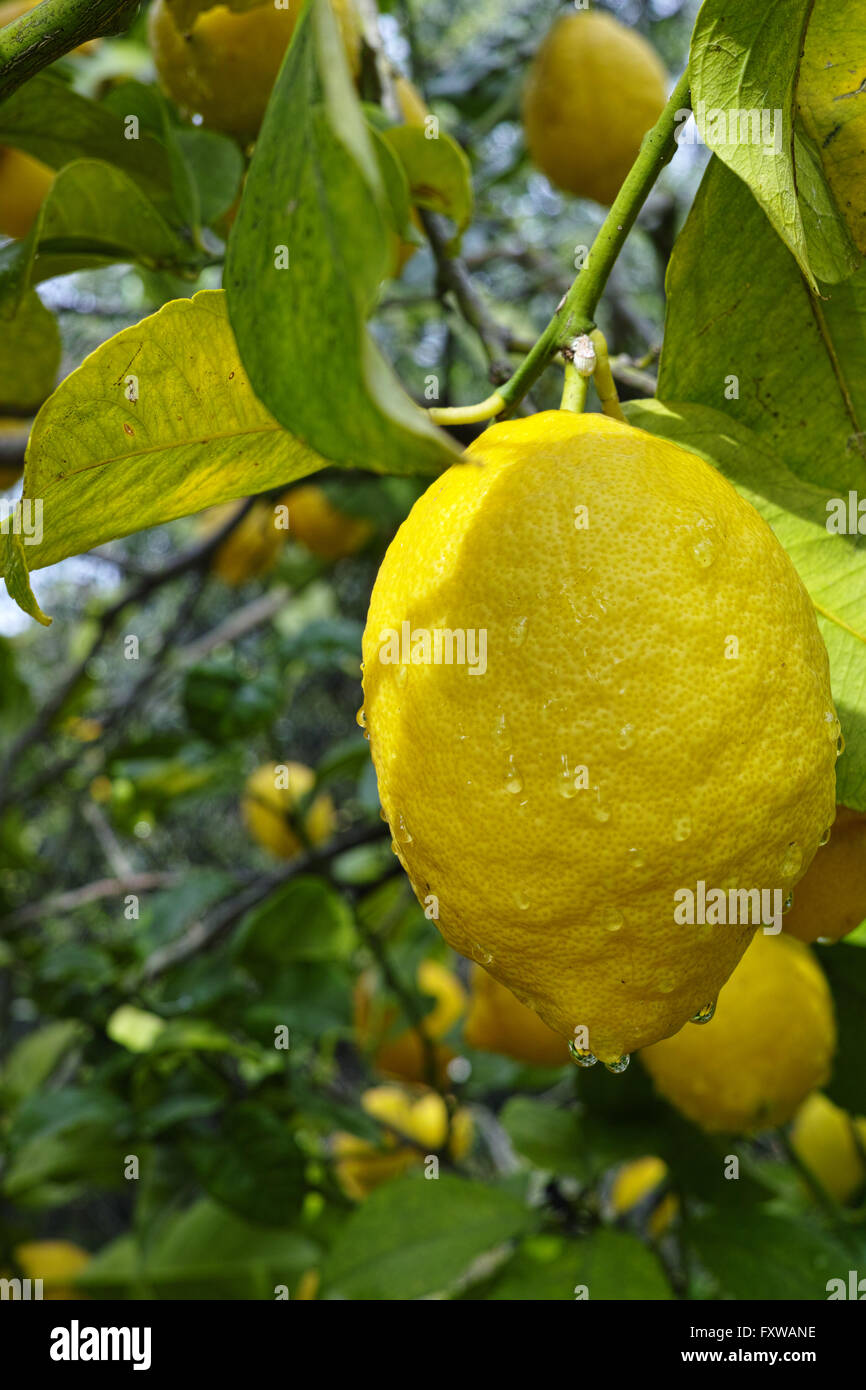 Ripe lemons hanging on a tree in Corfu, Greece with the leaves in the ...