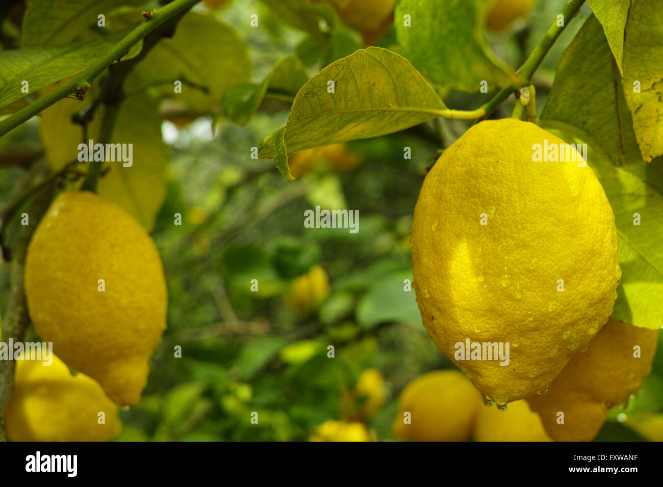 Ripe lemons hanging on a tree in Corfu, Greece with the leaves in the ...