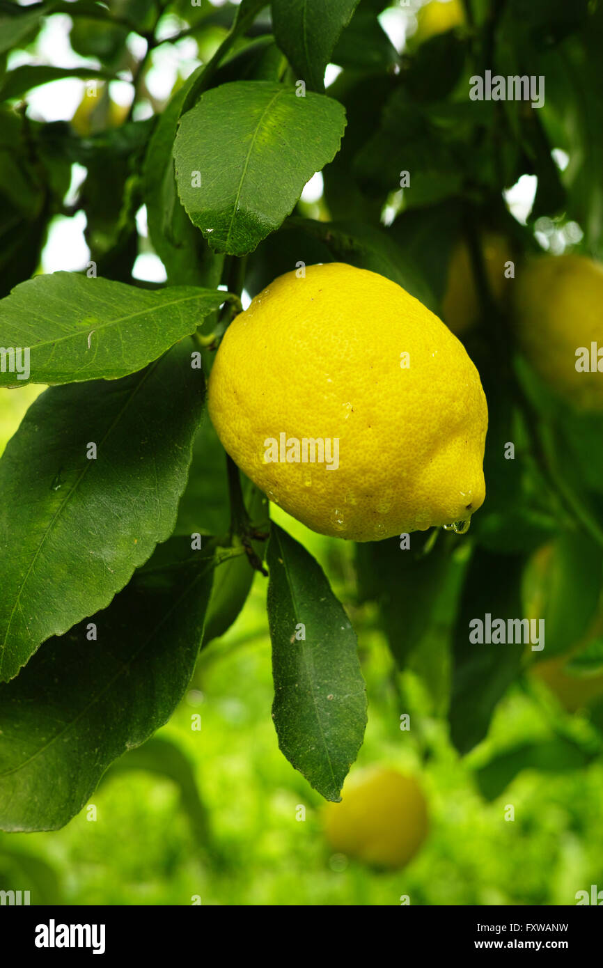 Ripe lemons hanging on a tree in Corfu, Greece with the leaves in the ...