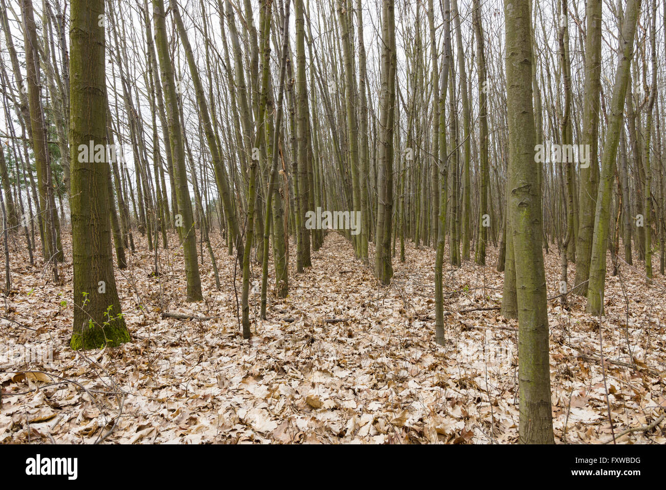 Spring forest and fallen leaves of last year Stock Photo - Alamy
