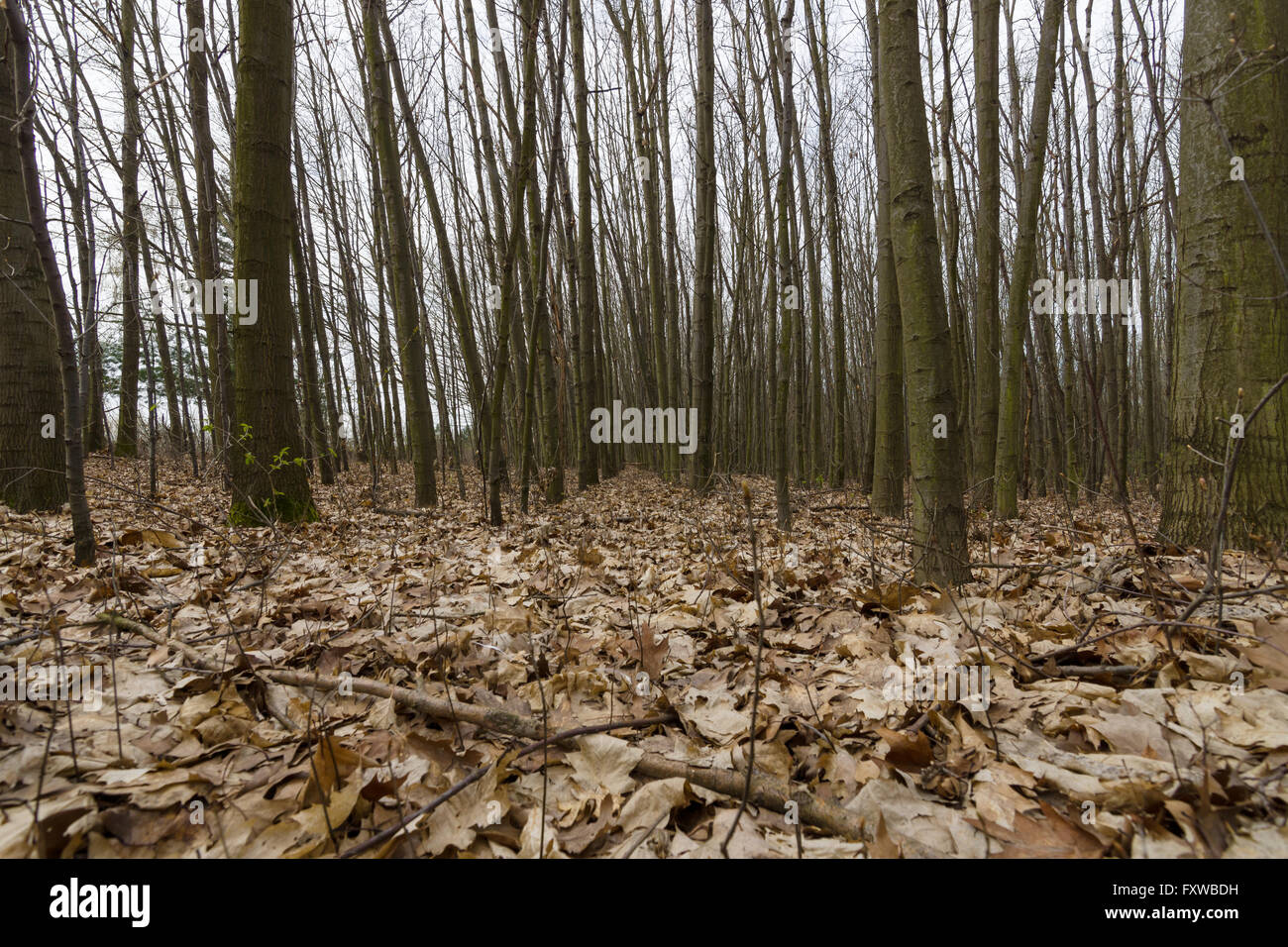 Spring forest and fallen leaves of last year Stock Photo - Alamy