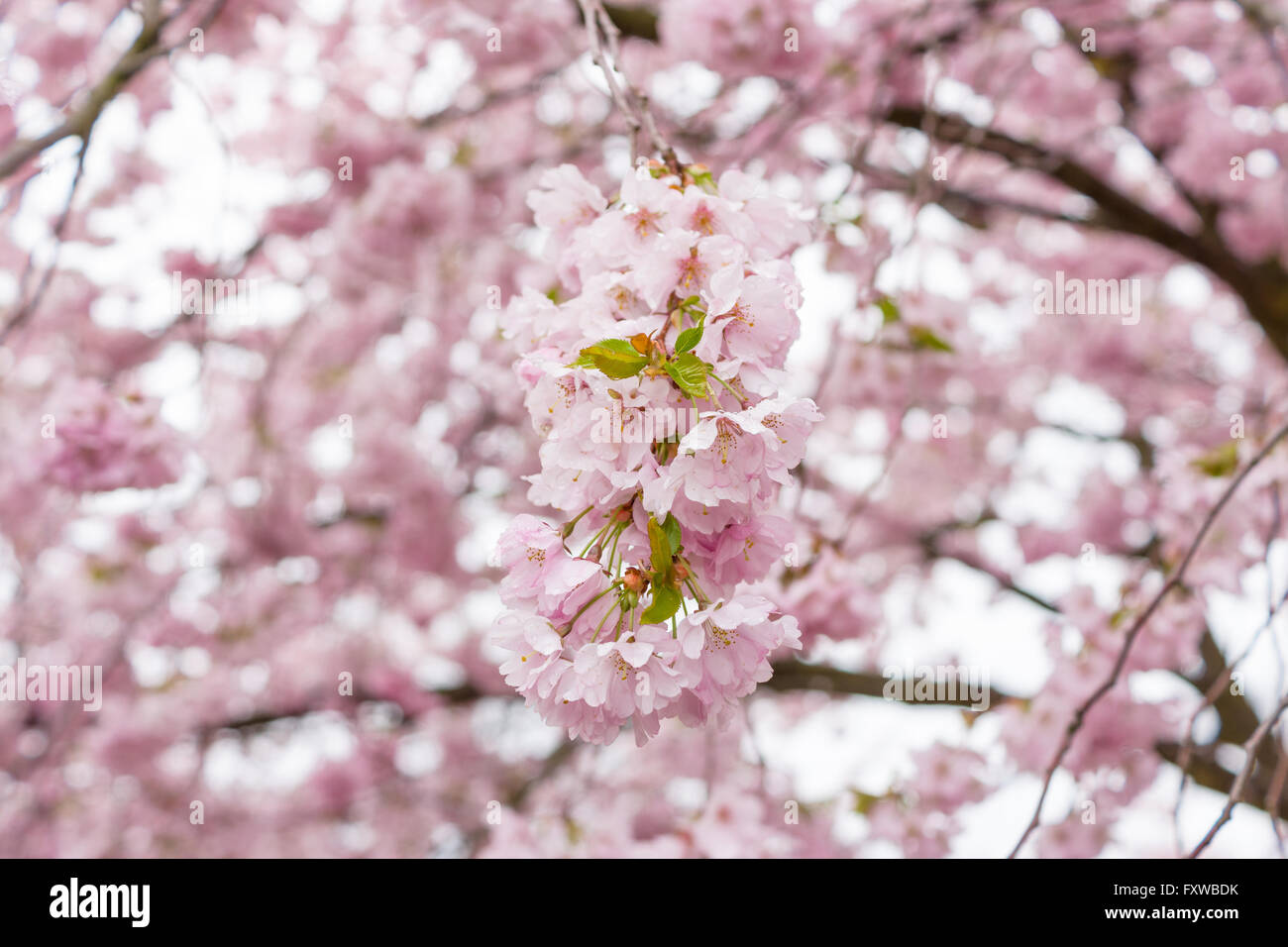 The flowers of sakura Stock Photo - Alamy