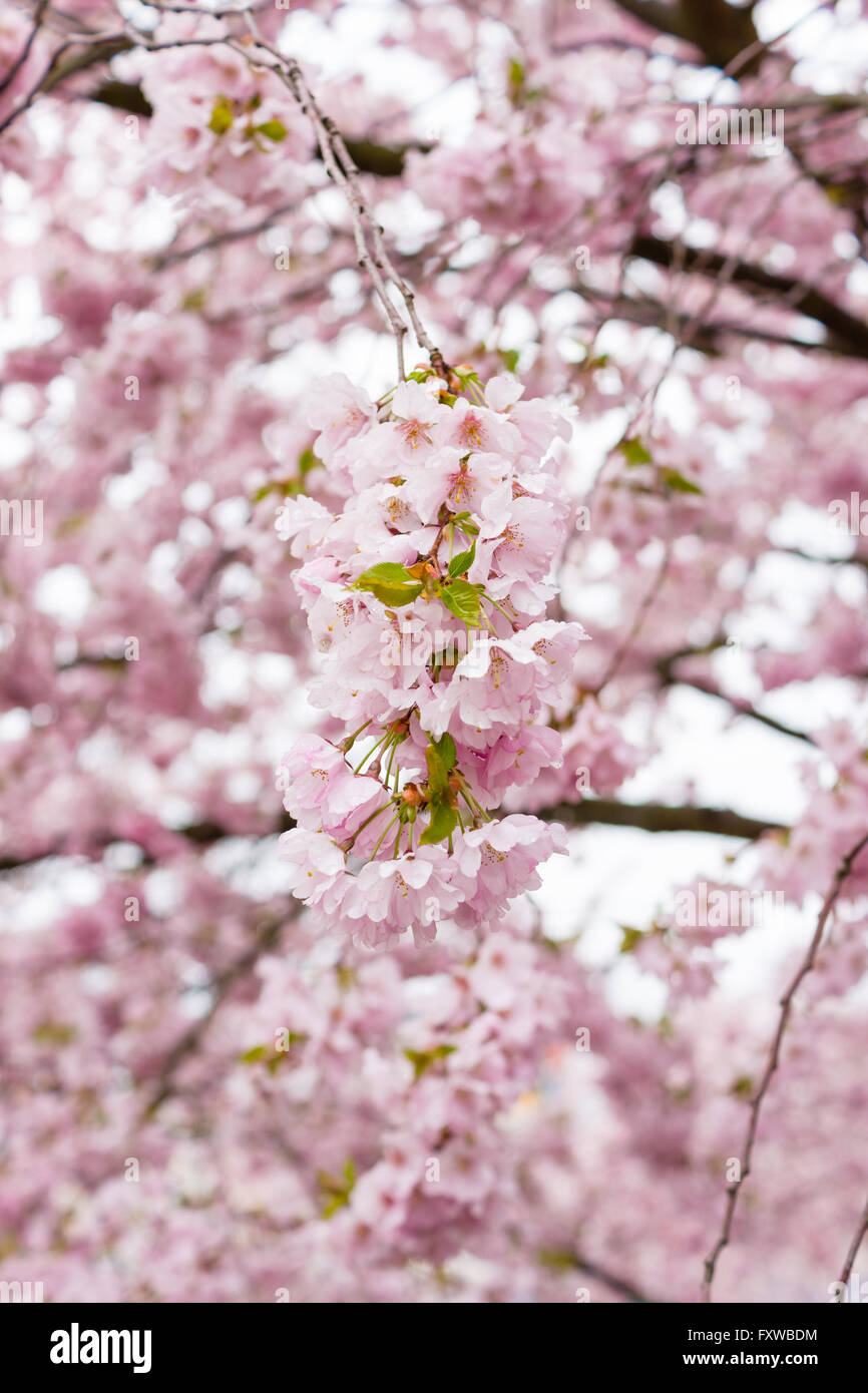 The flowers of sakura Stock Photo - Alamy
