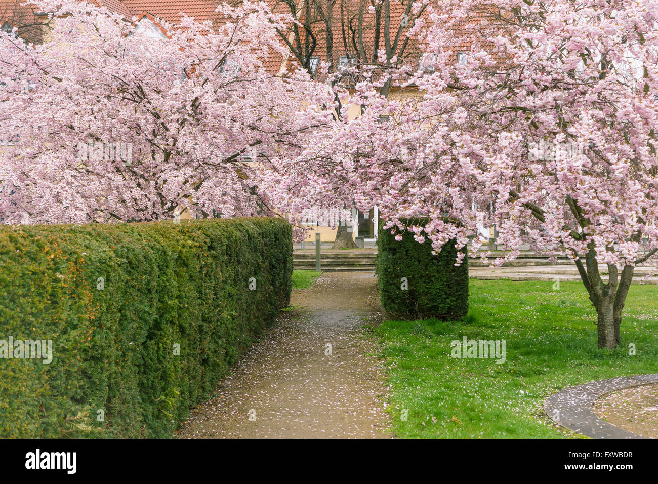 The flowers of sakura Stock Photo - Alamy