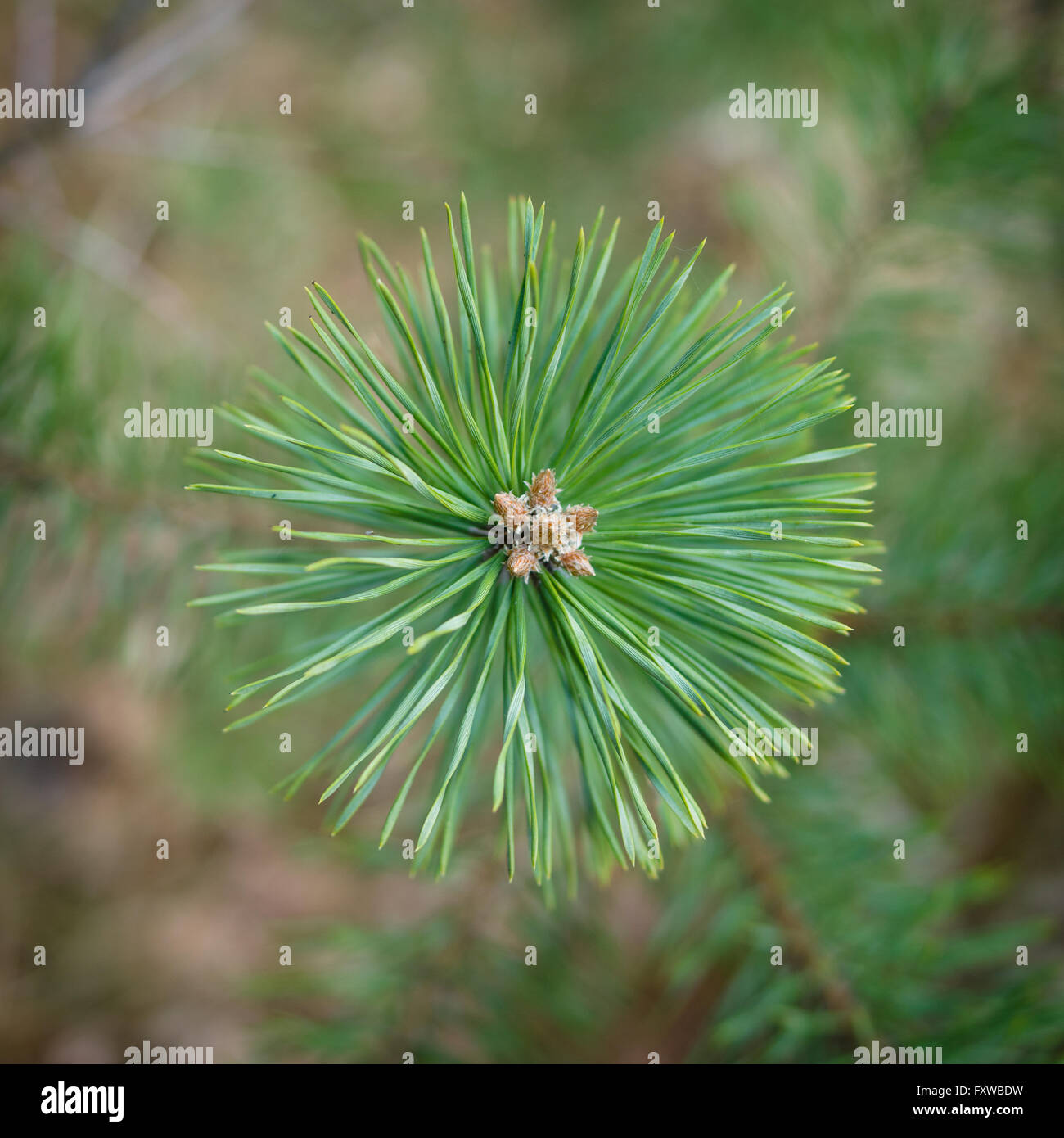 Pine sprouts hi-res stock photography and images - Alamy
