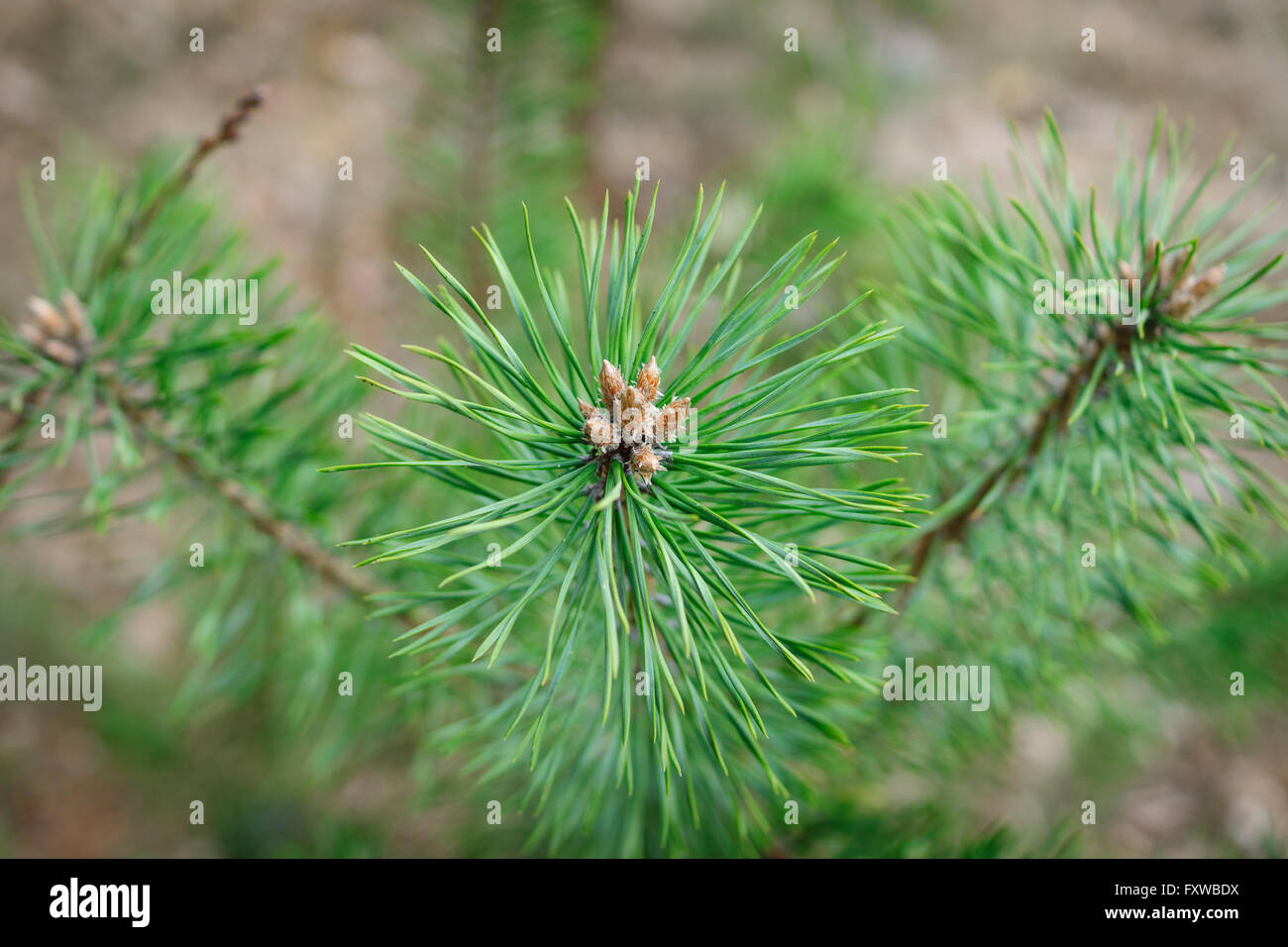 Young pine sprouts. Focus on the foreground Stock Photo - Alamy