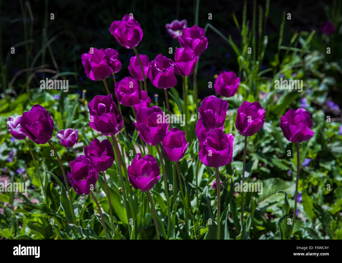 Fuchsia, Purple Tulips garden bulb border row close up in New Jersey ...