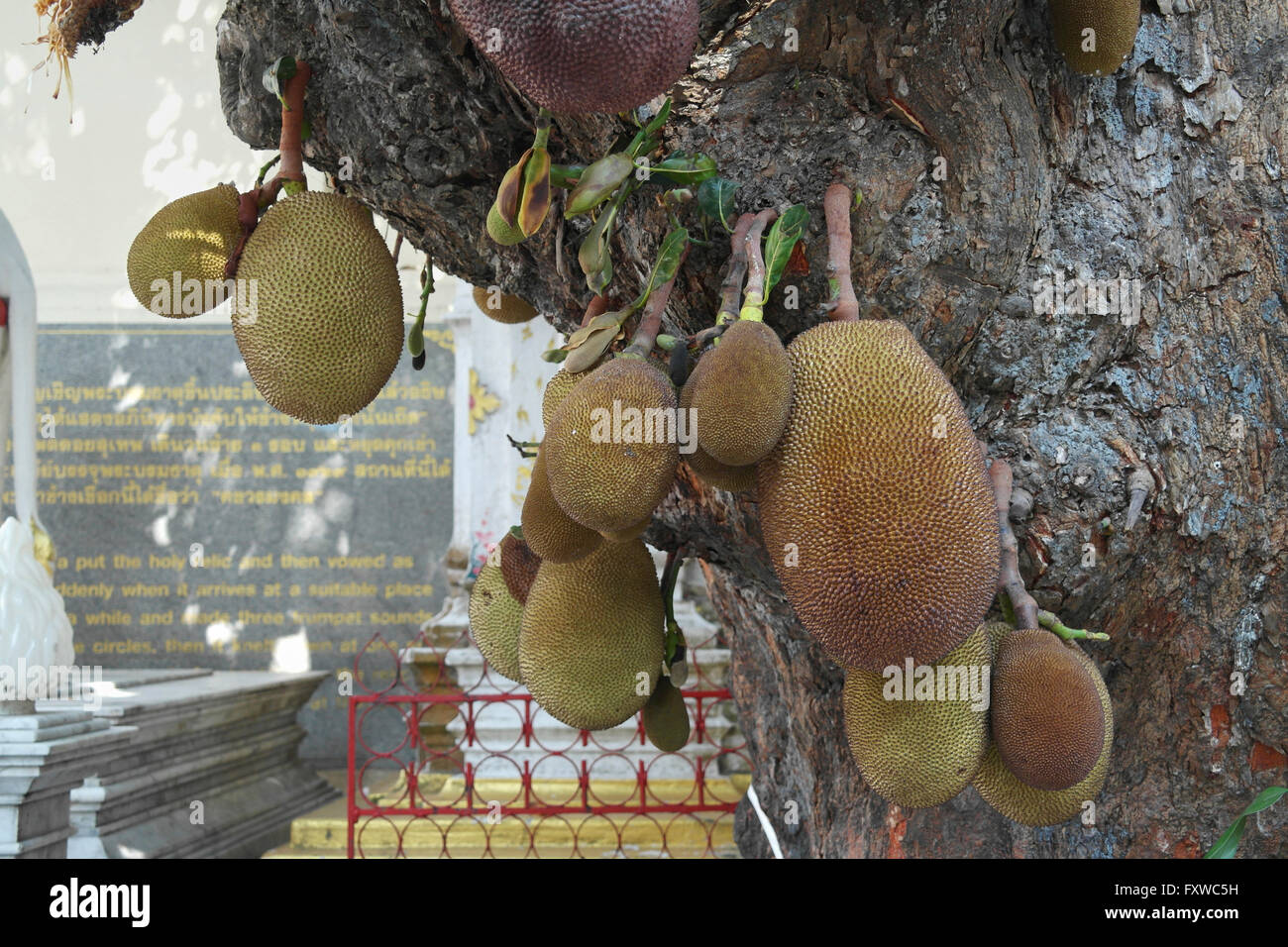 Durian Tree High Resolution Stock Photography and Images - Alamy