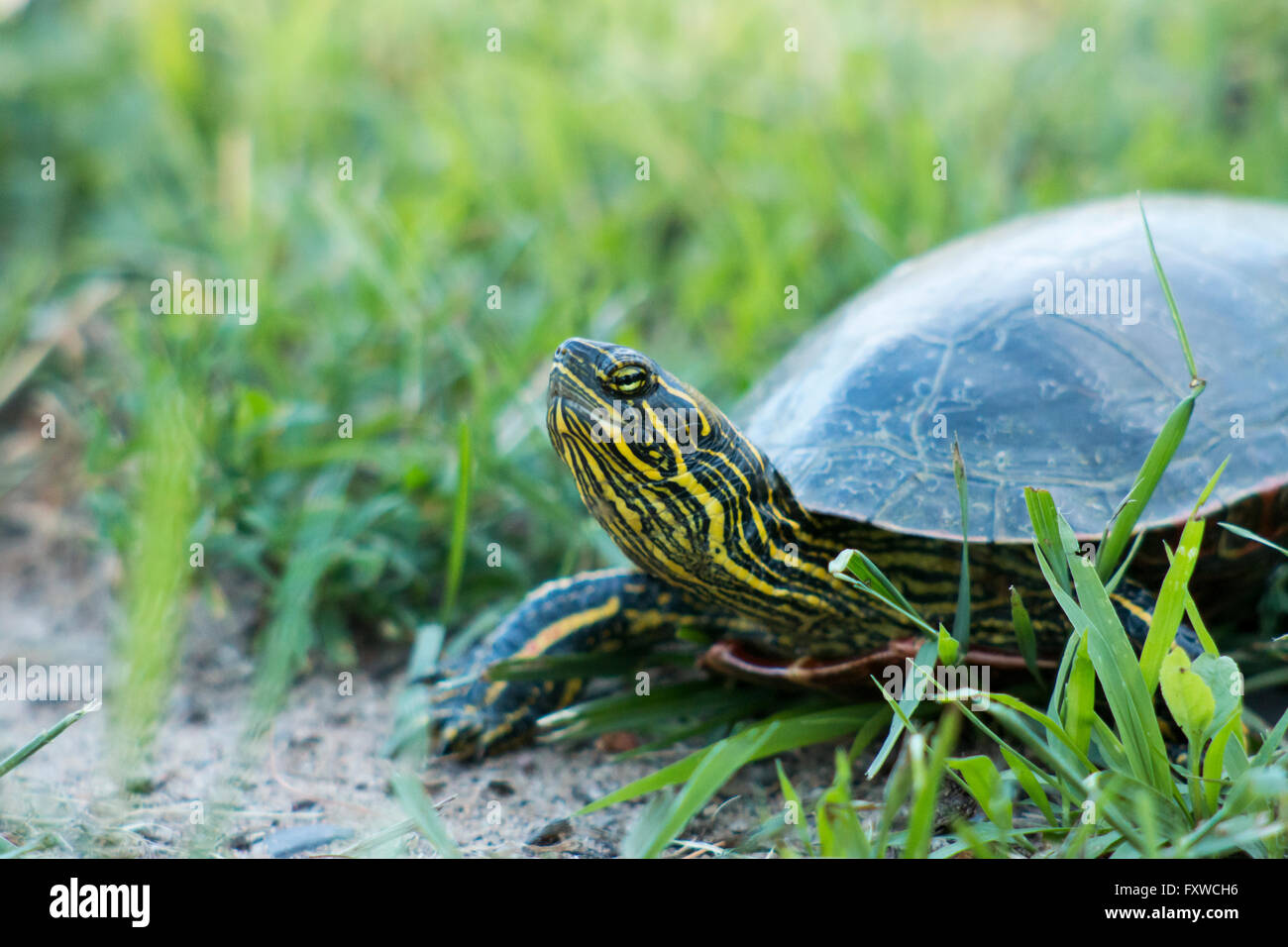 Tiny turtle hi-res stock photography and images - Alamy
