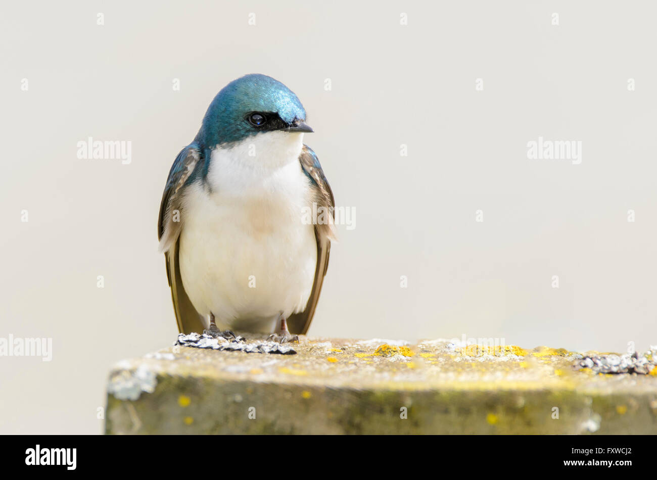 Tree swallow, Tachycineta bicolor, George C. Reifel Migratory Bird ...