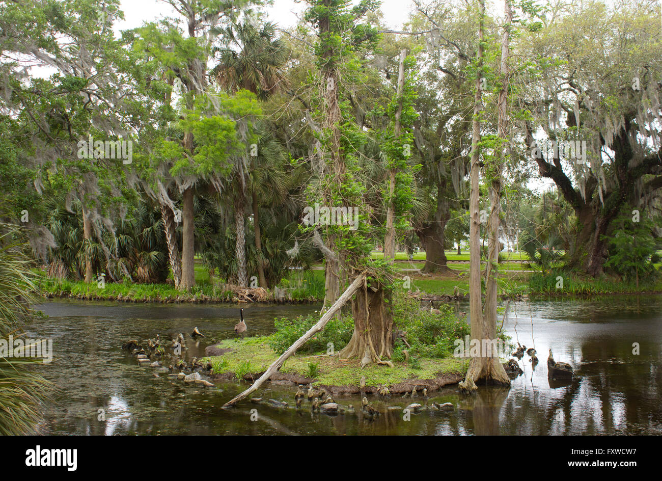 New Orleans Bayou Trees