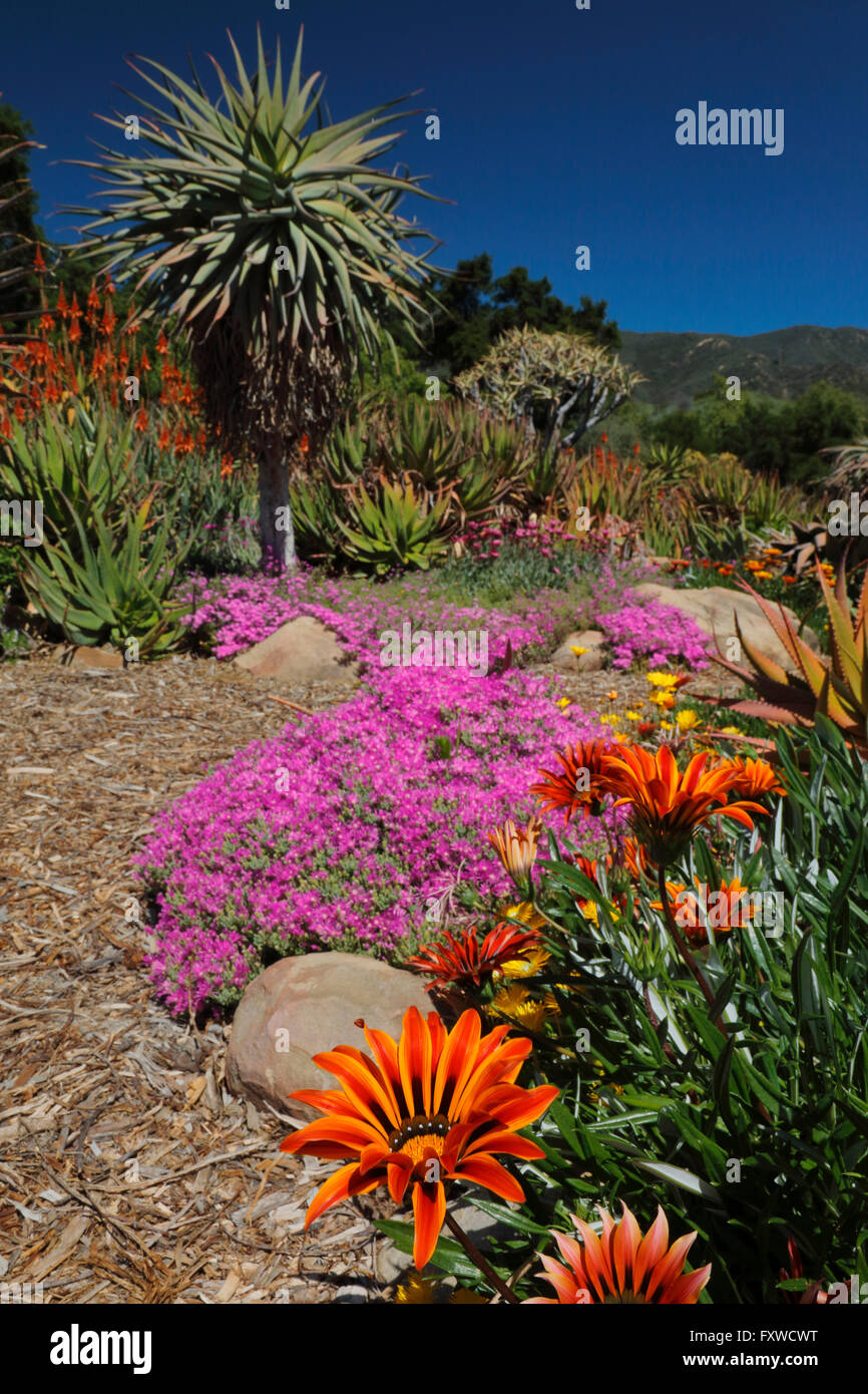 Springtime bloom in California at Taft Botanical Gardens, Ojai CA Stock ...