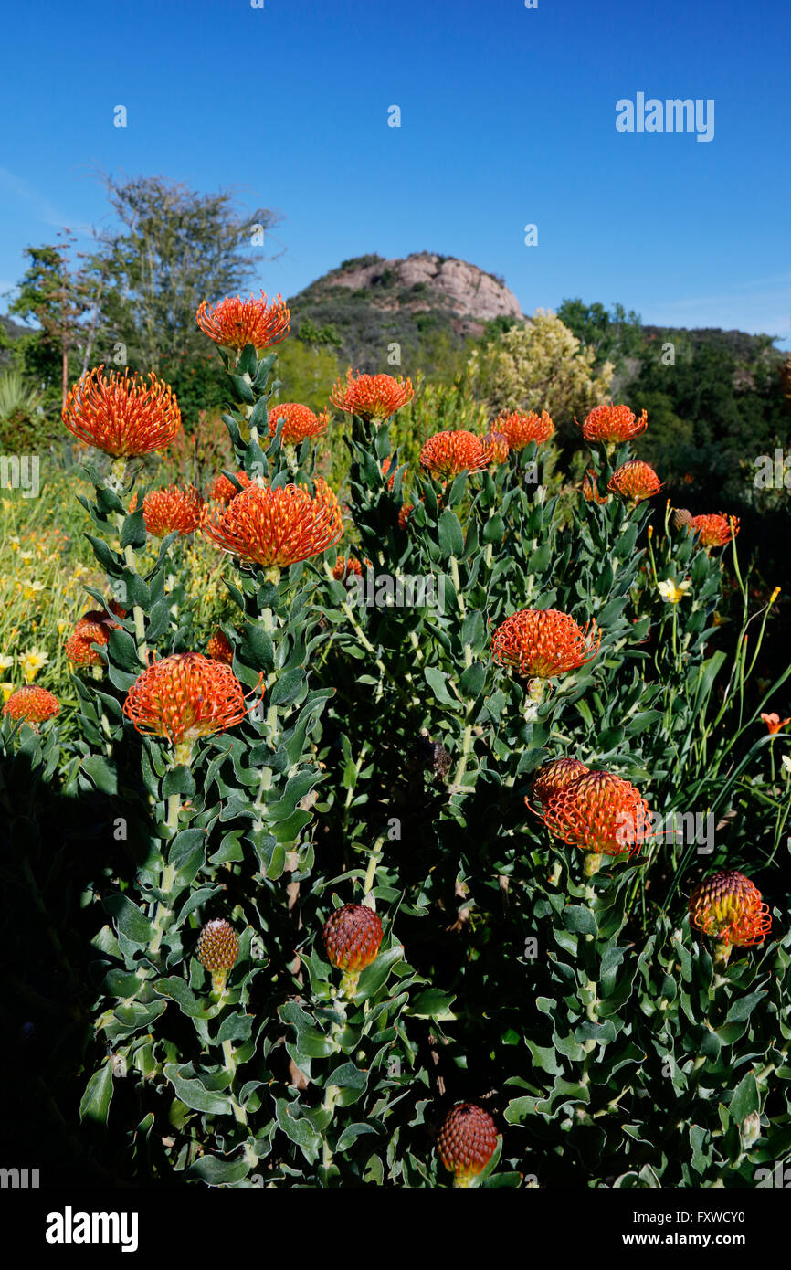 Springtime bloom in California at Taft Botanical Gardens, Ojai CA Stock ...