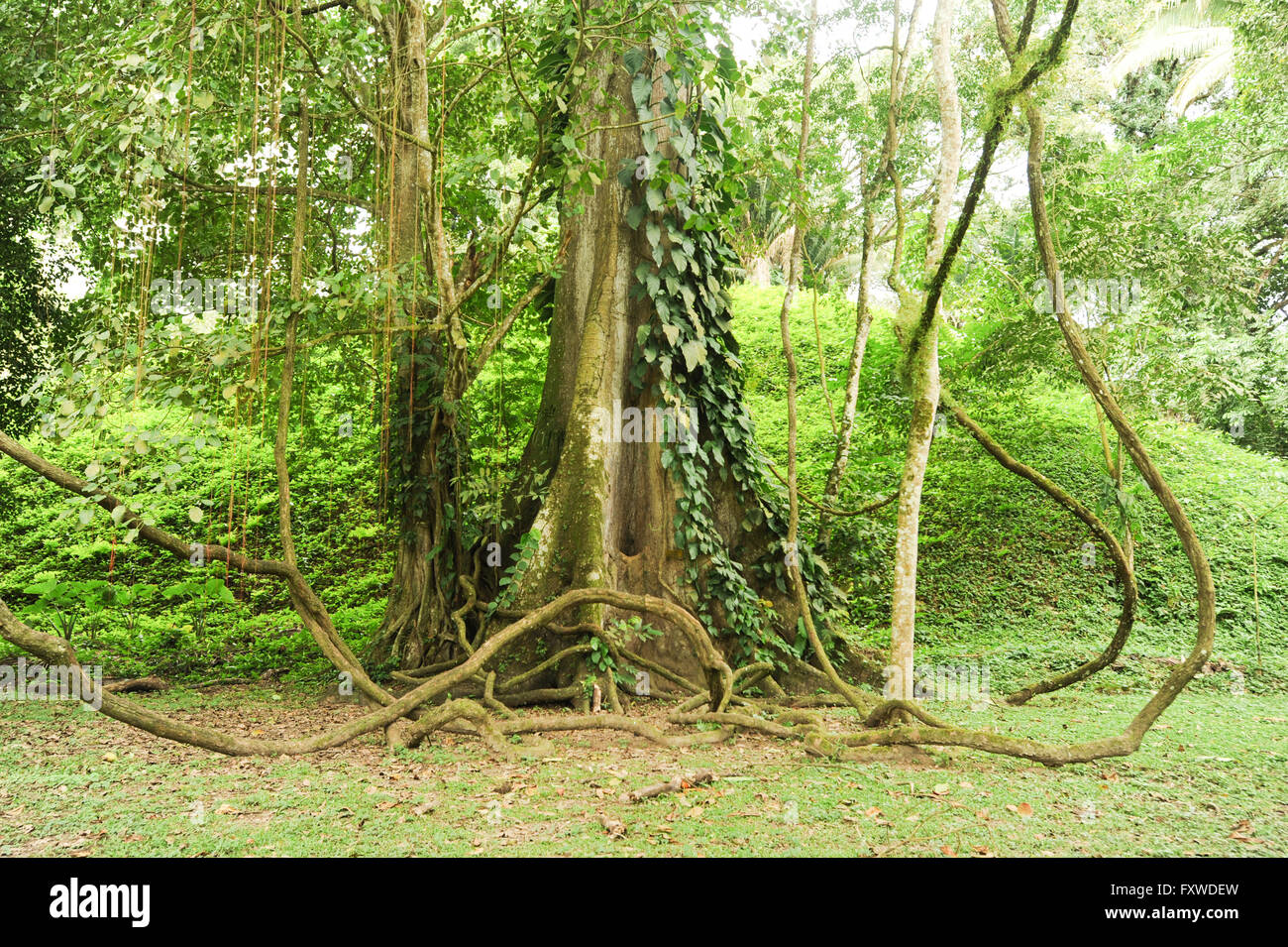 Tropical tree on the forest of Quirigua on Guatemala Stock Photo - Alamy