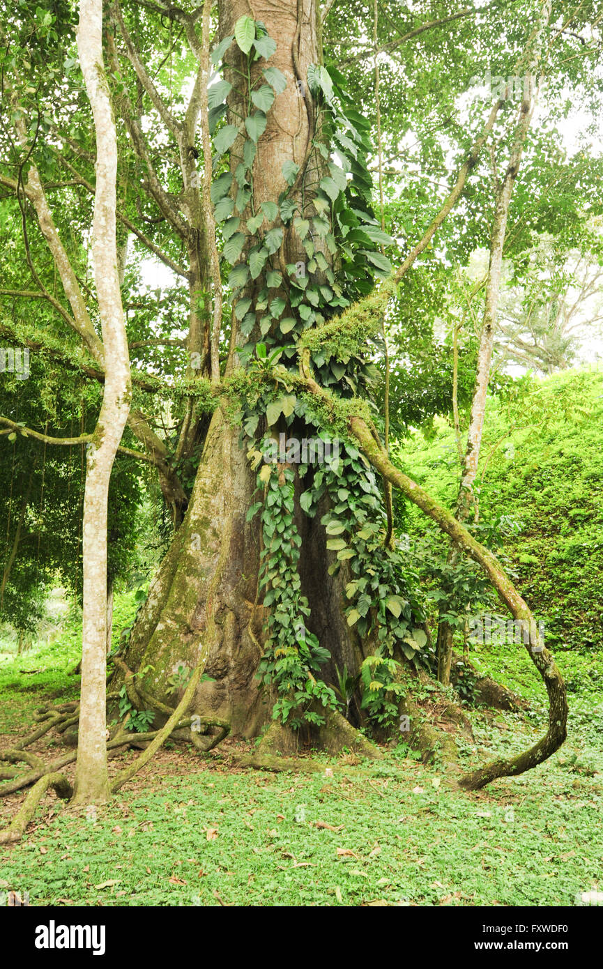 Tropical tree on the forest of Quirigua on Guatemala Stock Photo - Alamy