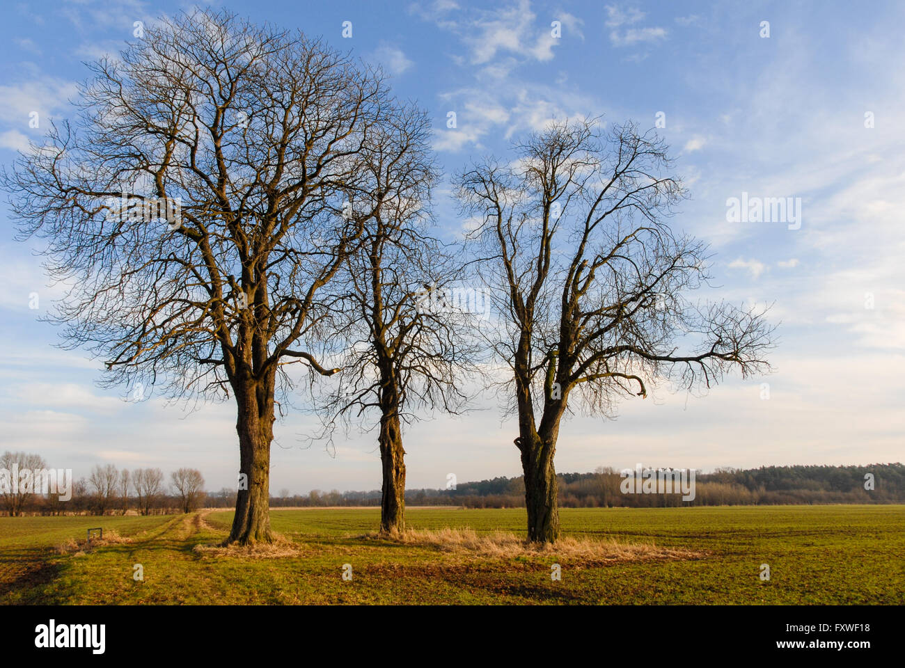 Three trees in marshes in early spring, Lower Saxony, Germany Stock ...