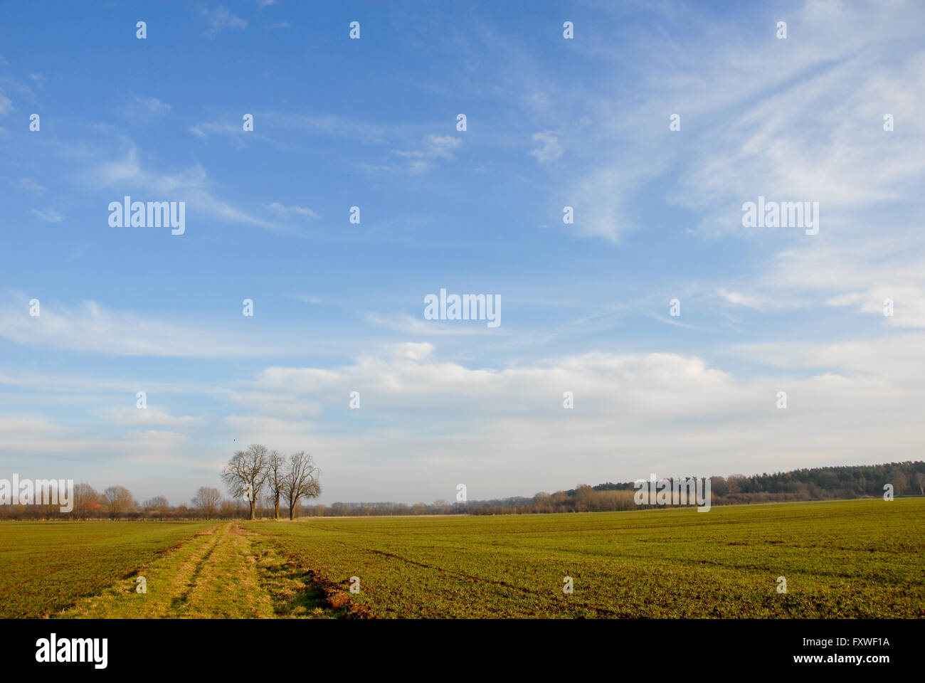 Marshes in early spring, Lower Saxony, Germany Stock Photo - Alamy