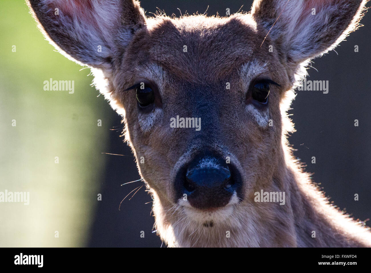 Portrait of the sun hi-res stock photography and images - Alamy