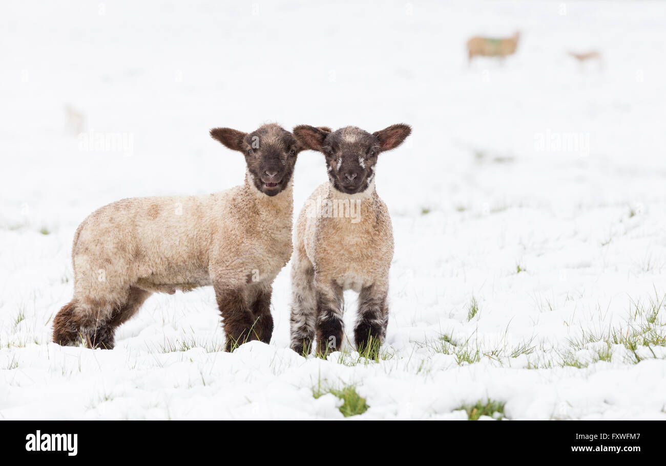 Lambs Snow High Resolution Stock Photography and Images - Alamy