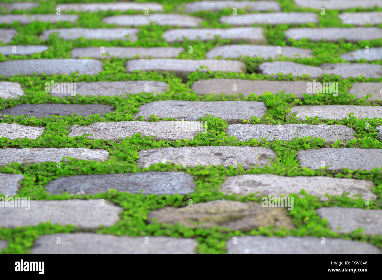 Old cobblestone path with some green grass Stock Photo - Alamy