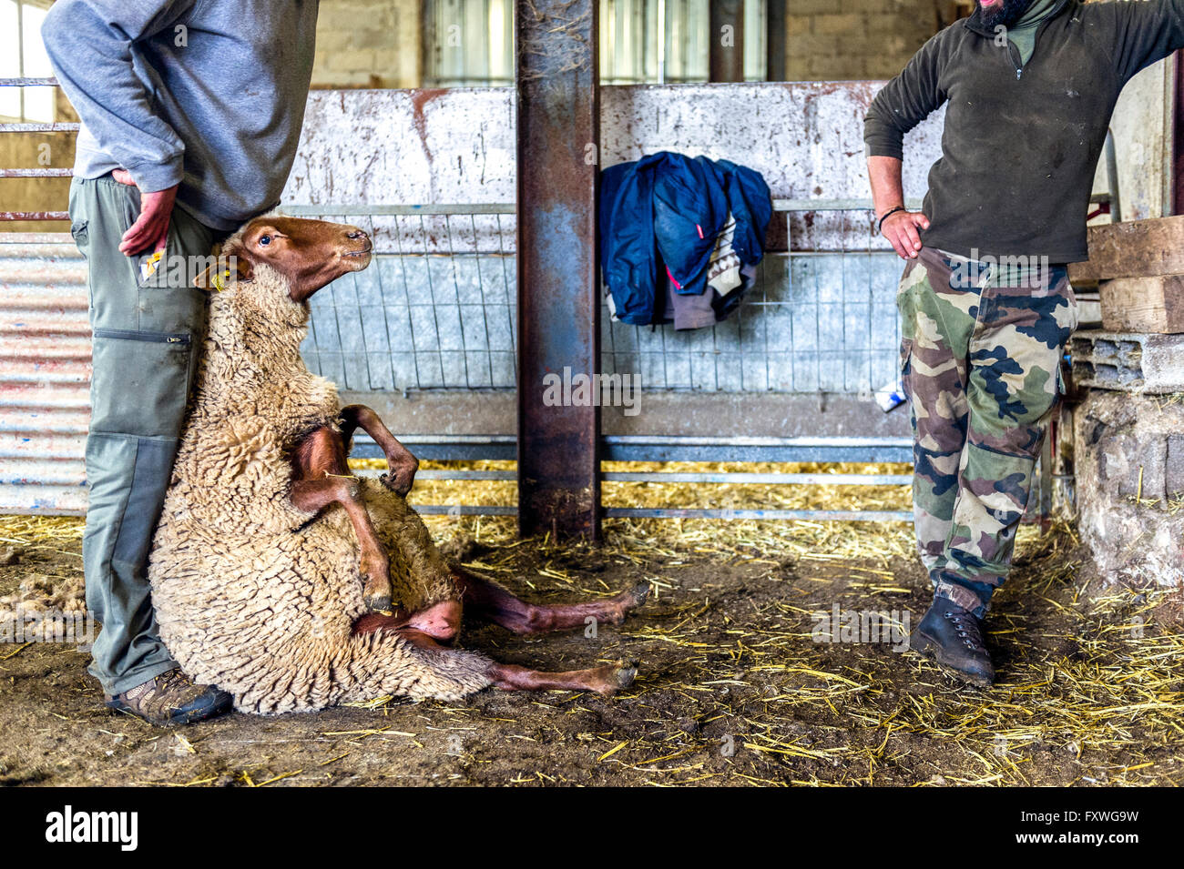 How to shave sheep hi-res stock photography and images - Alamy