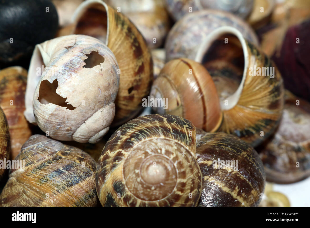 Empty Snail Shells Stock Photo - Alamy