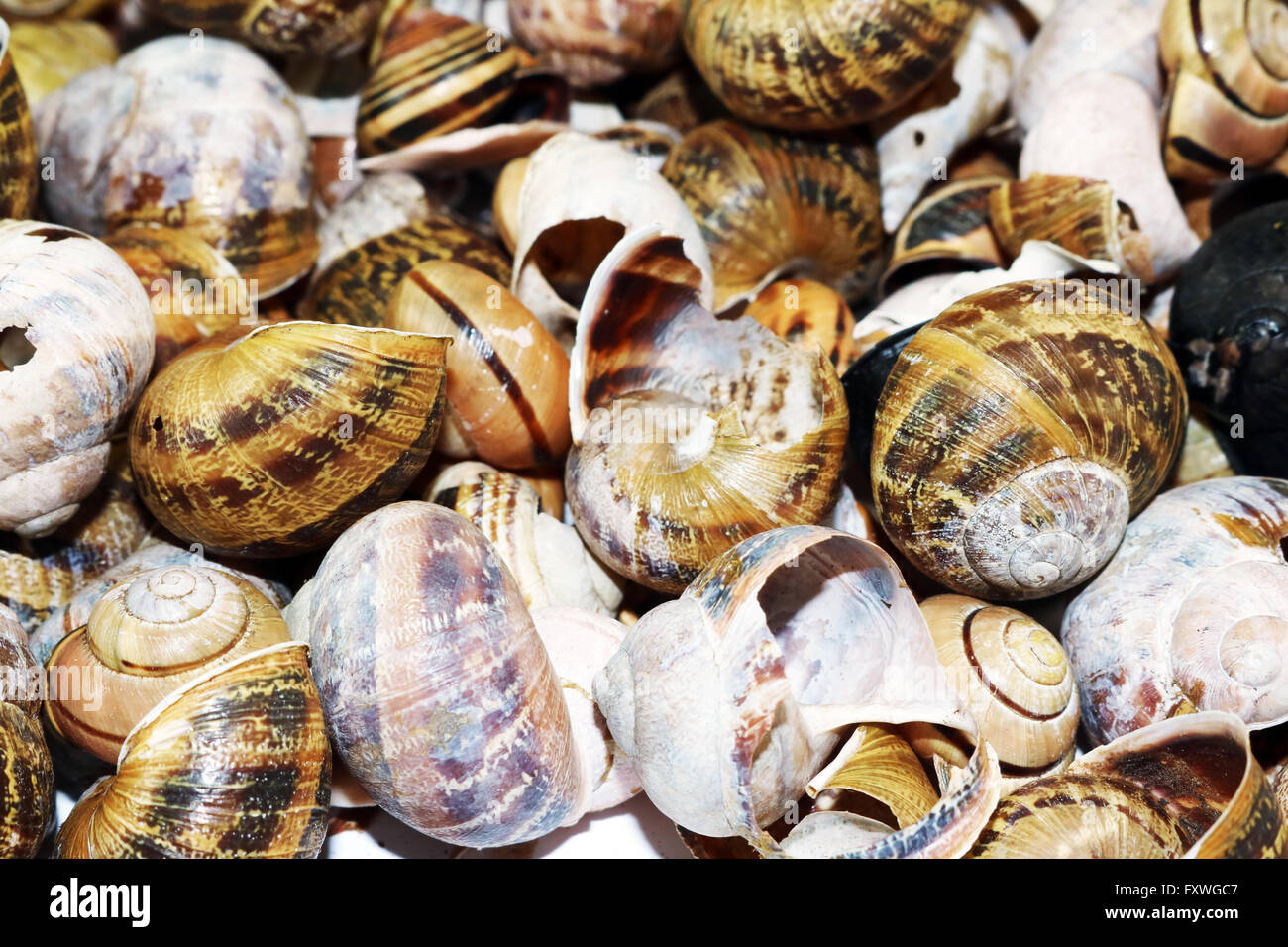 Empty Snail Shells Stock Photo - Alamy