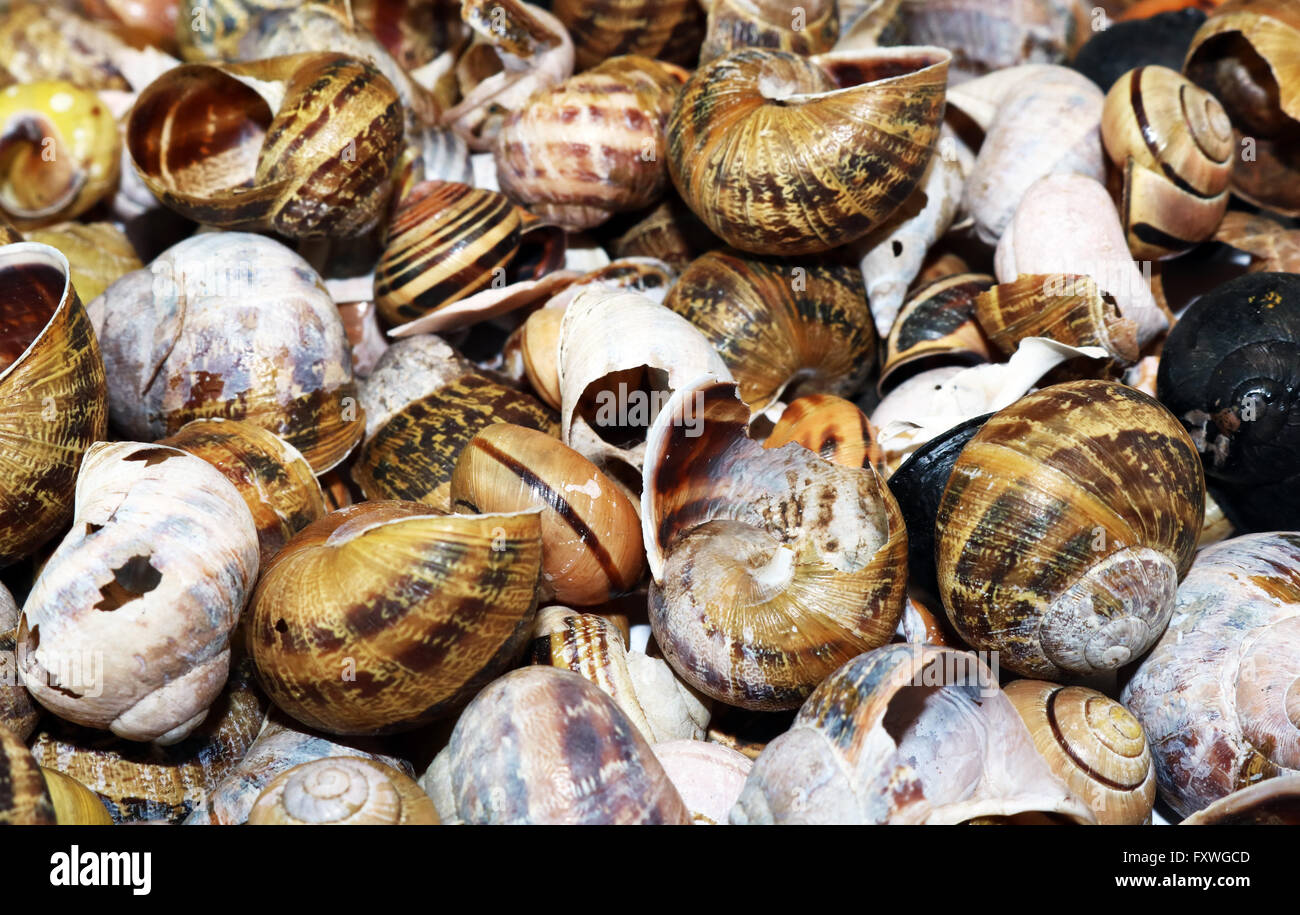 Empty Snail Shells Stock Photo - Alamy
