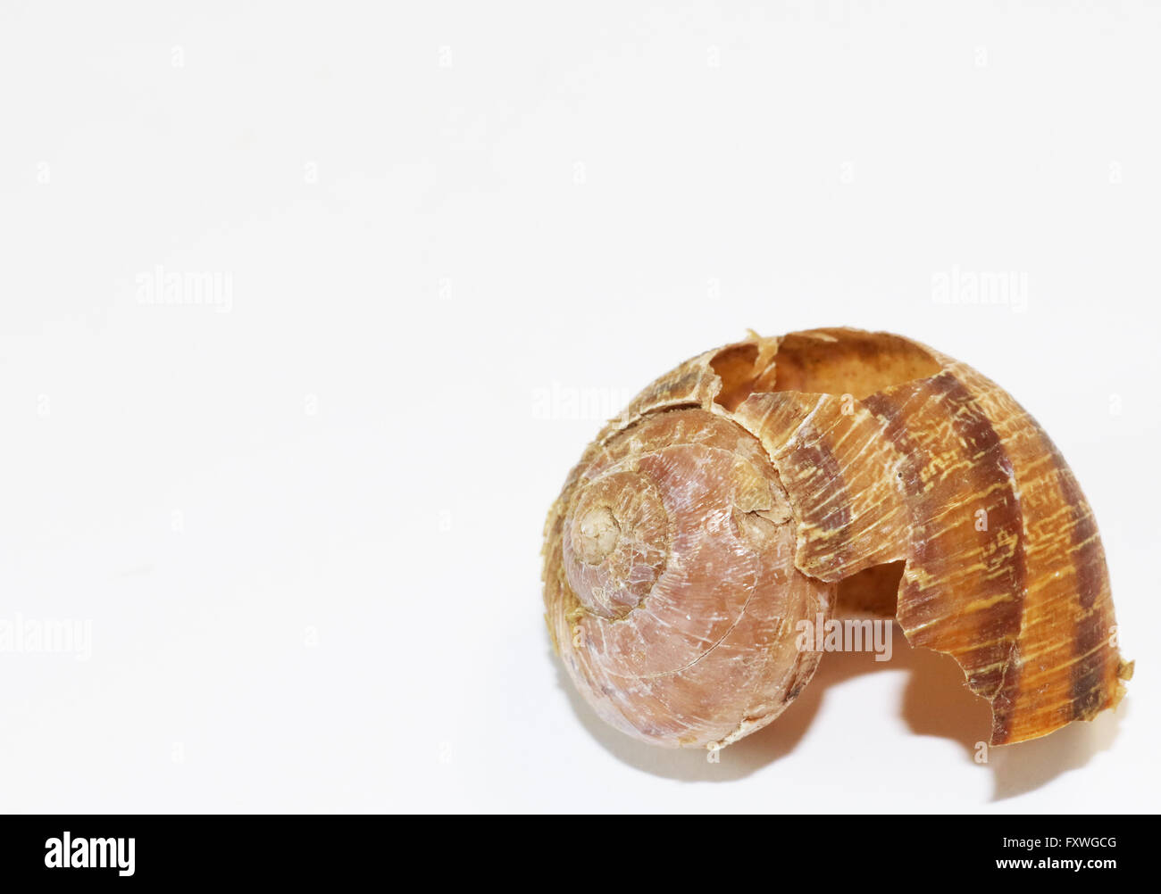 Empty Snail Shells Stock Photo - Alamy