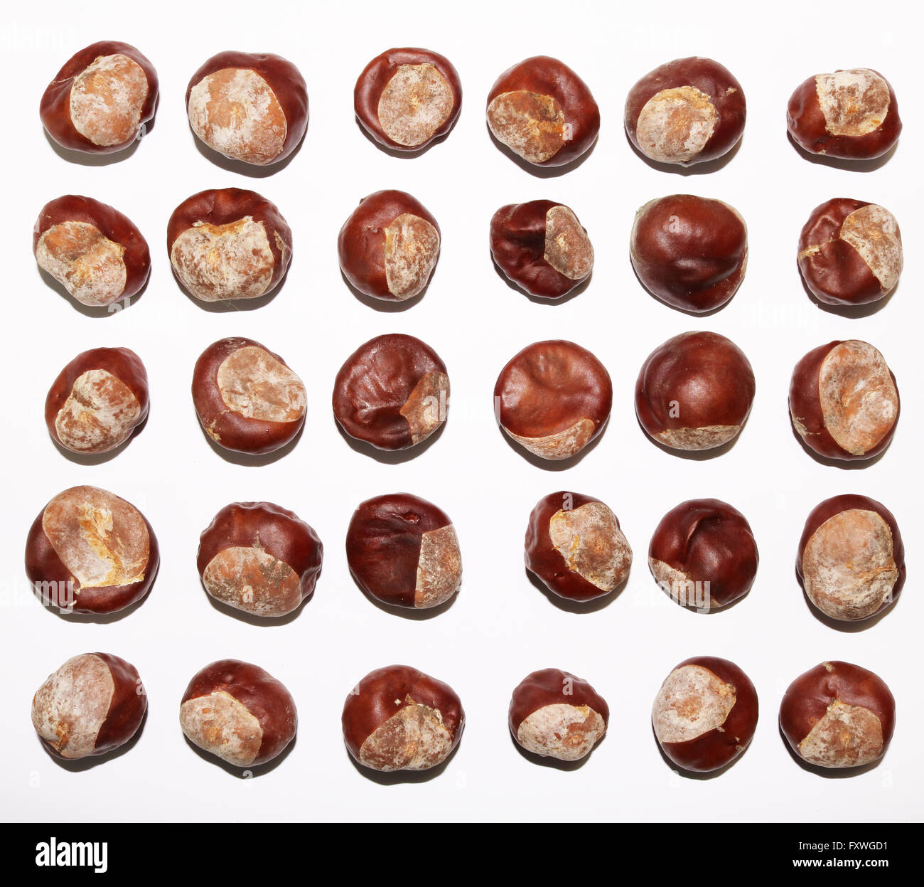 Conkers on white background Stock Photo - Alamy