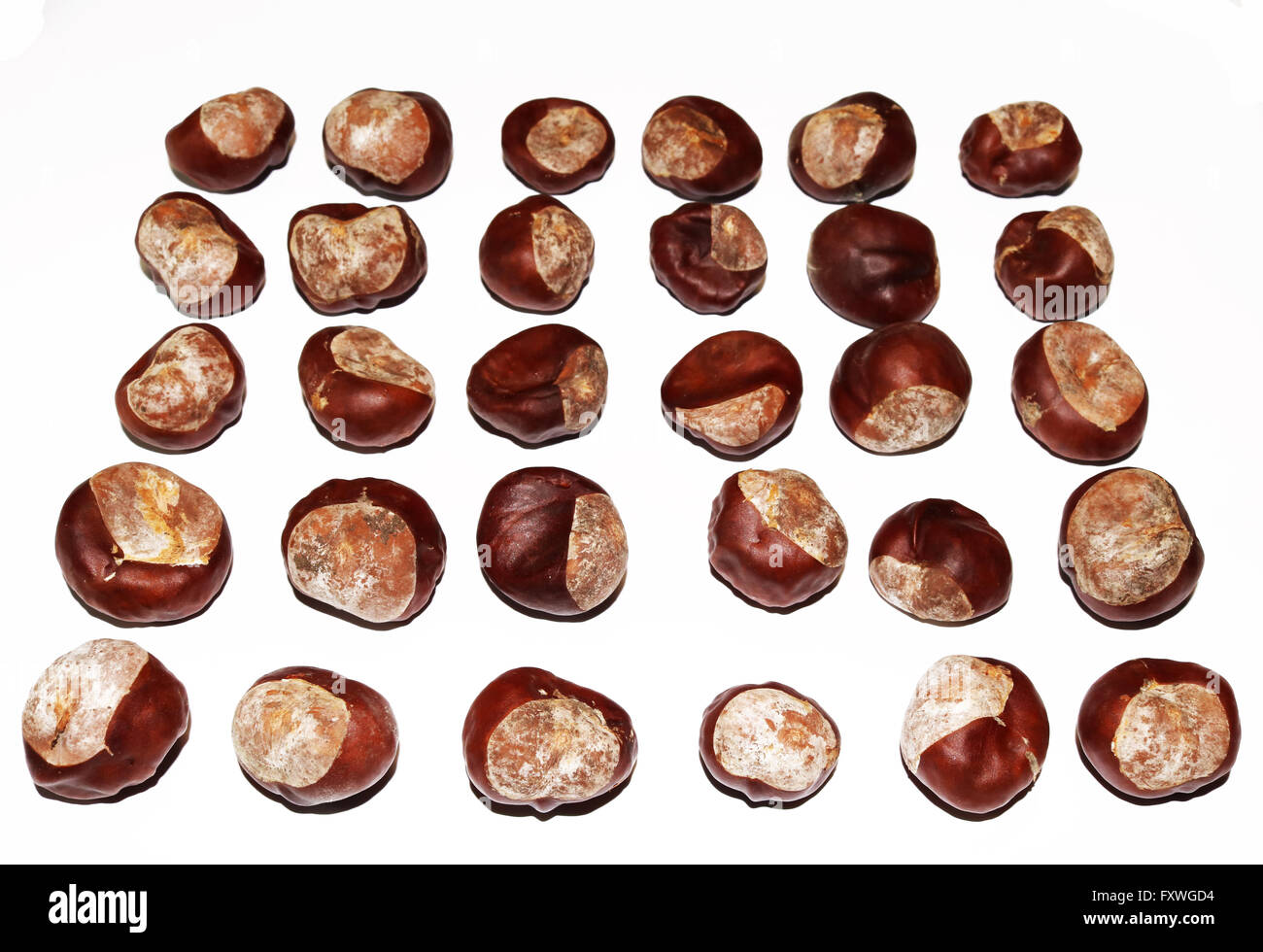 Conkers on white background Stock Photo - Alamy