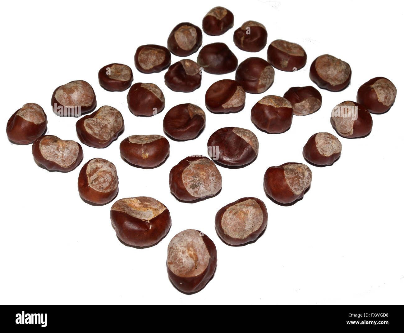 Conkers on white background Stock Photo - Alamy