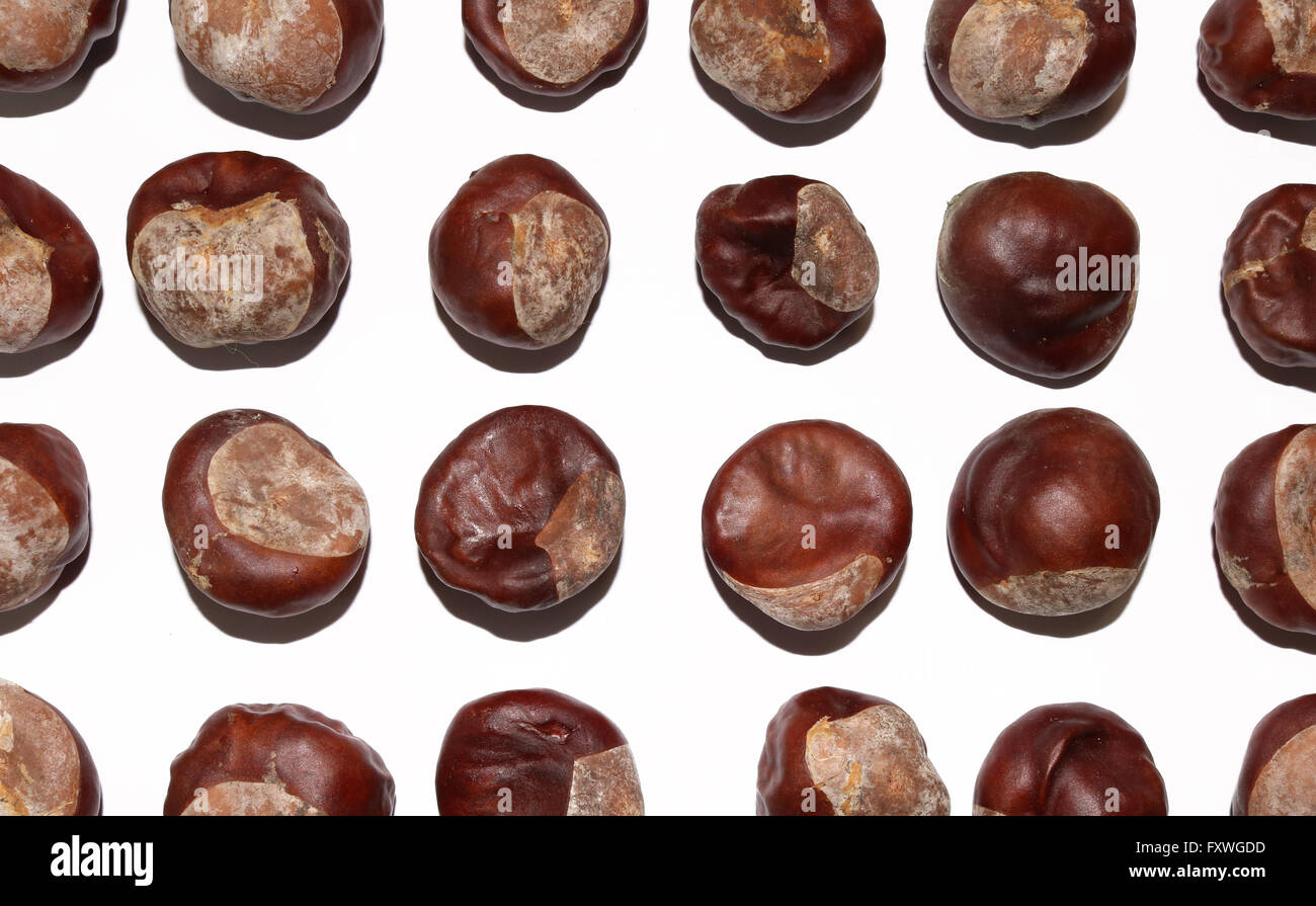 Conkers on white background Stock Photo - Alamy