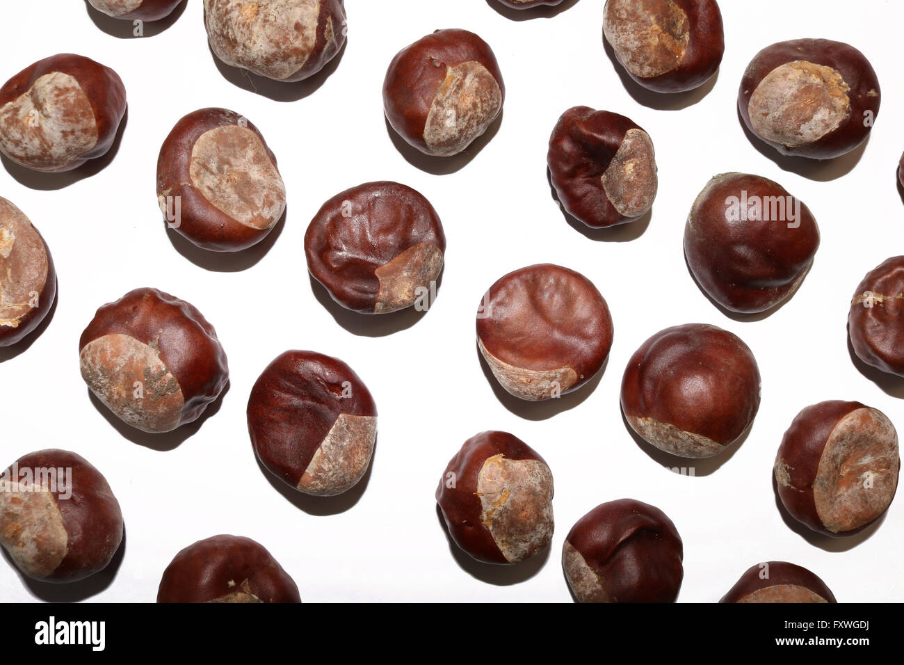 Conkers on white background Stock Photo - Alamy