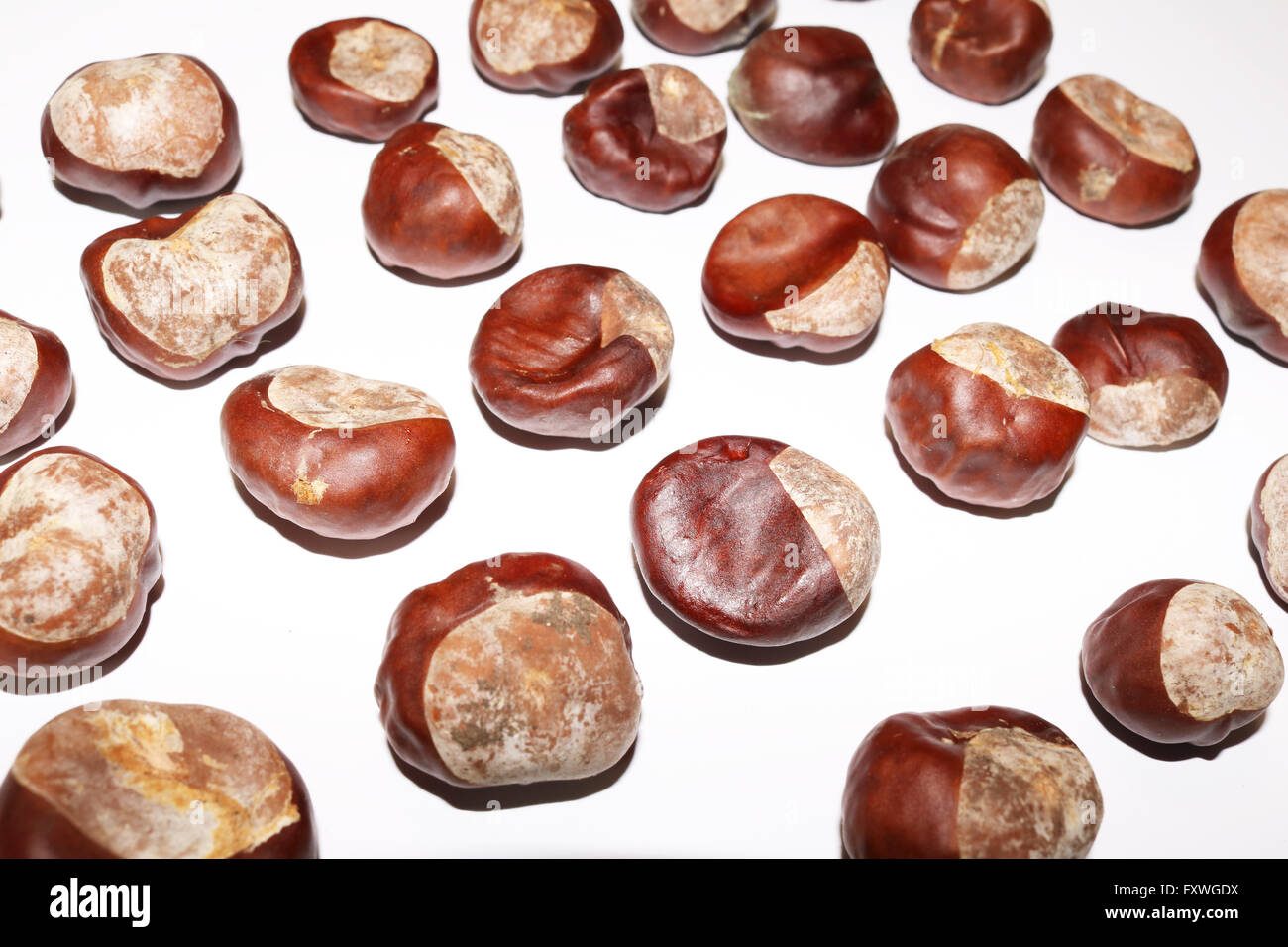 Conkers on white background Stock Photo - Alamy