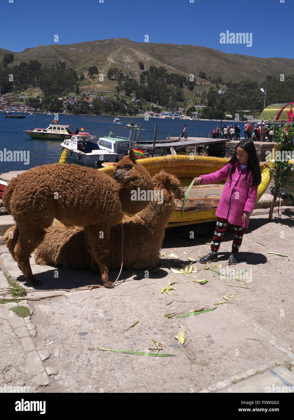 Alpacas on shore of Lake Titicaca Stock Photo - Alamy