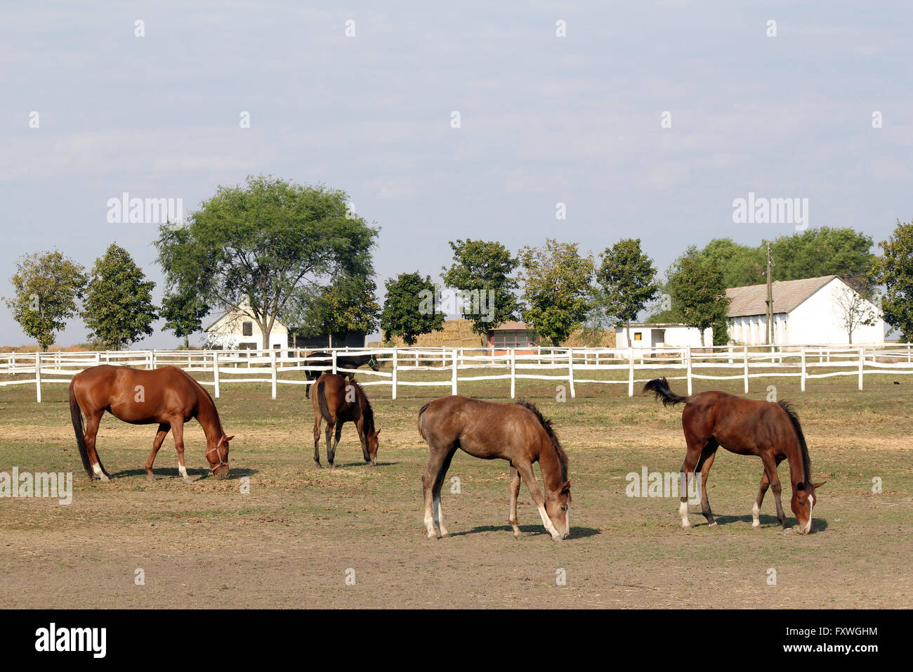 horse farm with horses and foals Stock Photo - Alamy