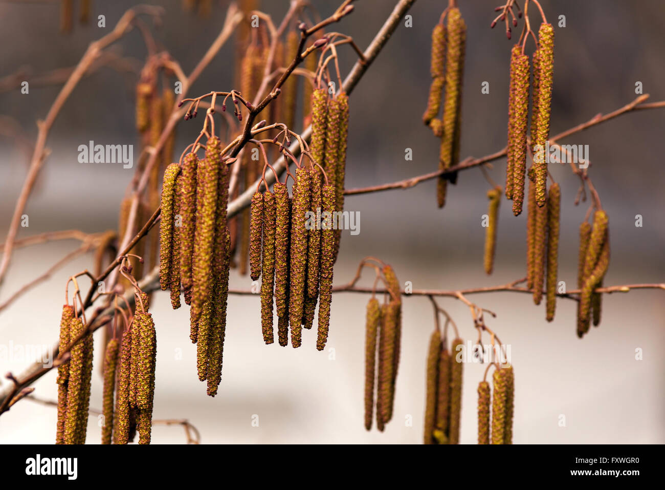 A close up view of the catkins Stock Photo - Alamy