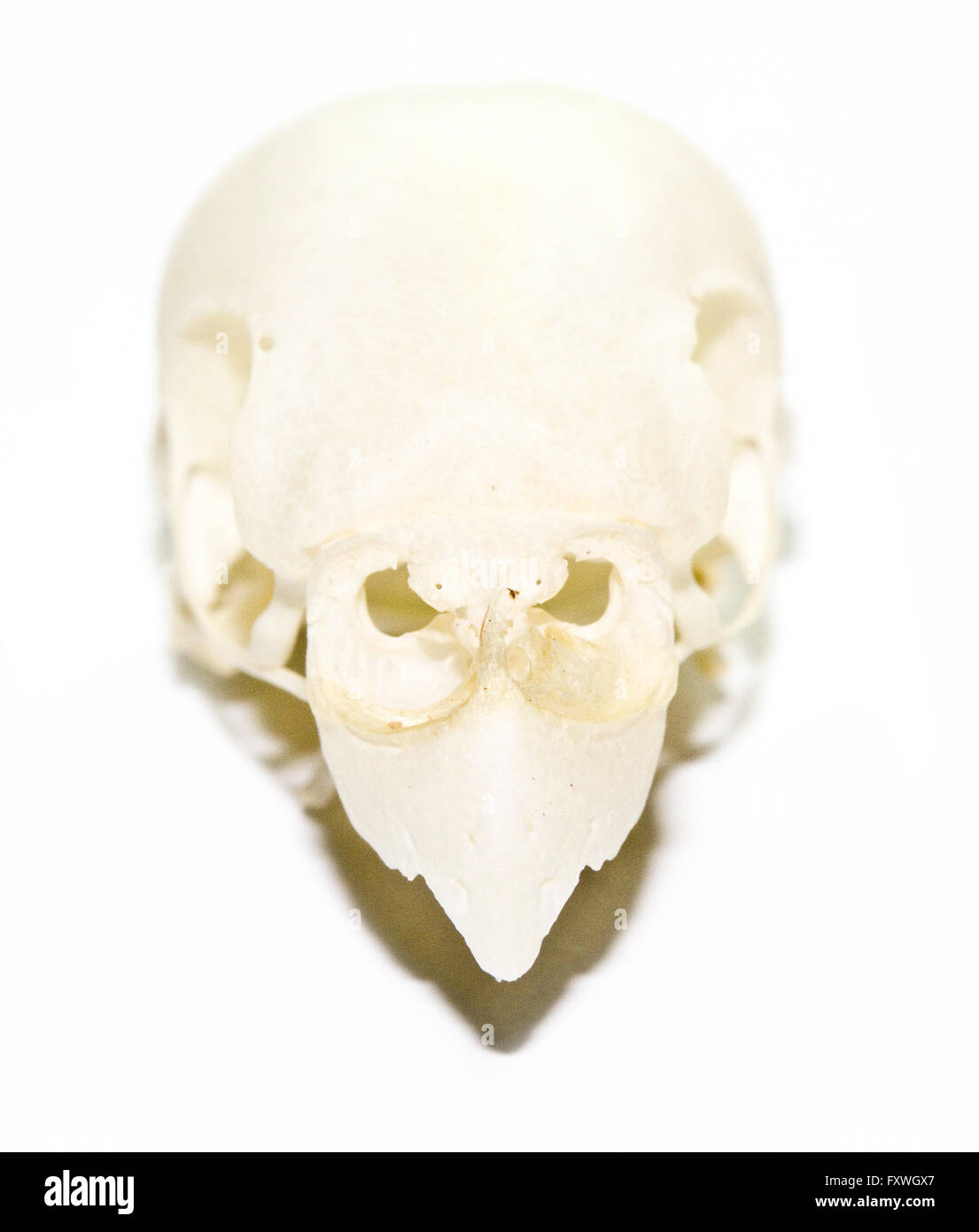 Budgie Skull on White Background Stock Photo - Alamy