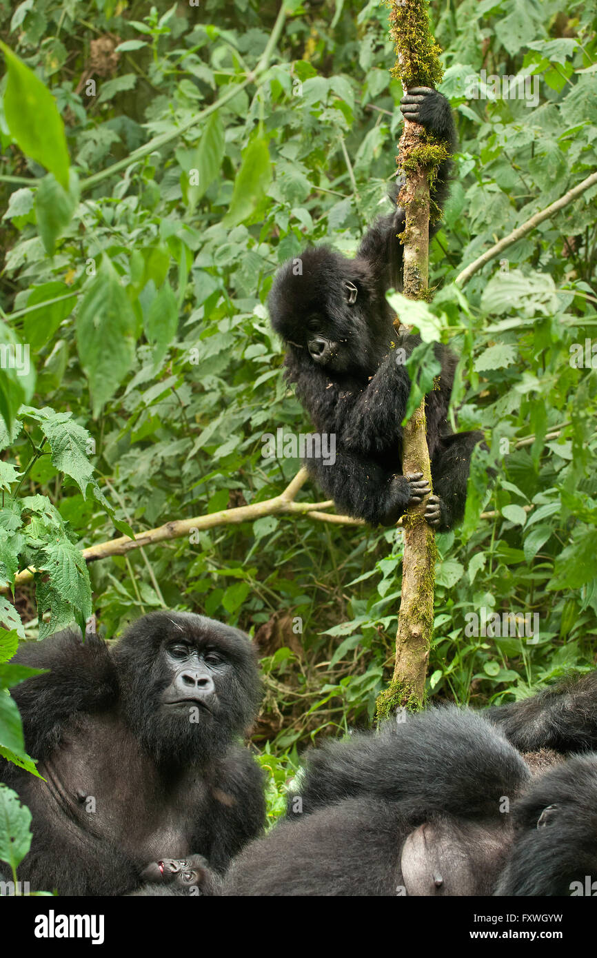 playful juvenile mountain gorilla climbig a tree in the Volcanoes ...