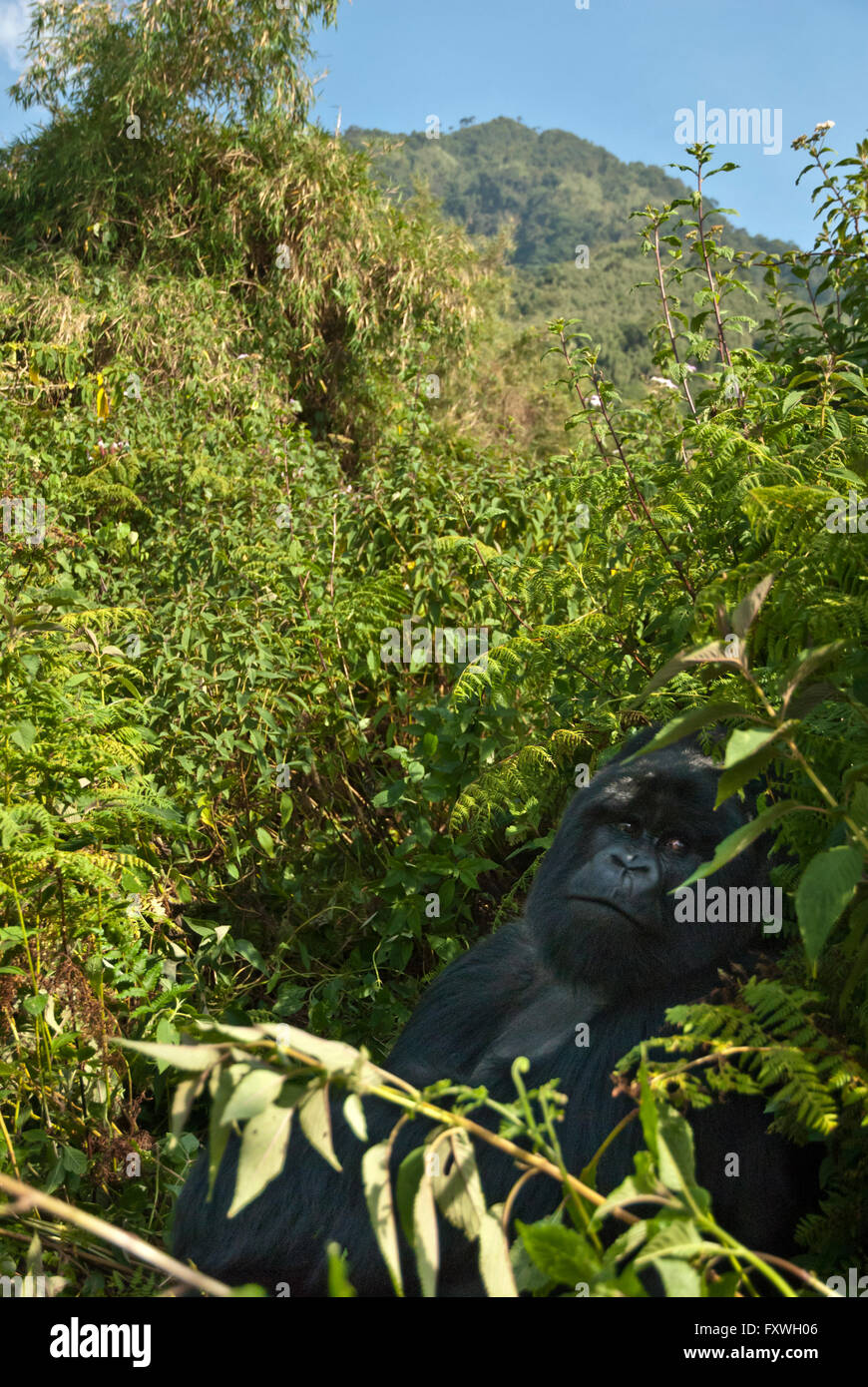 Hirwa group hi-res stock photography and images - Alamy