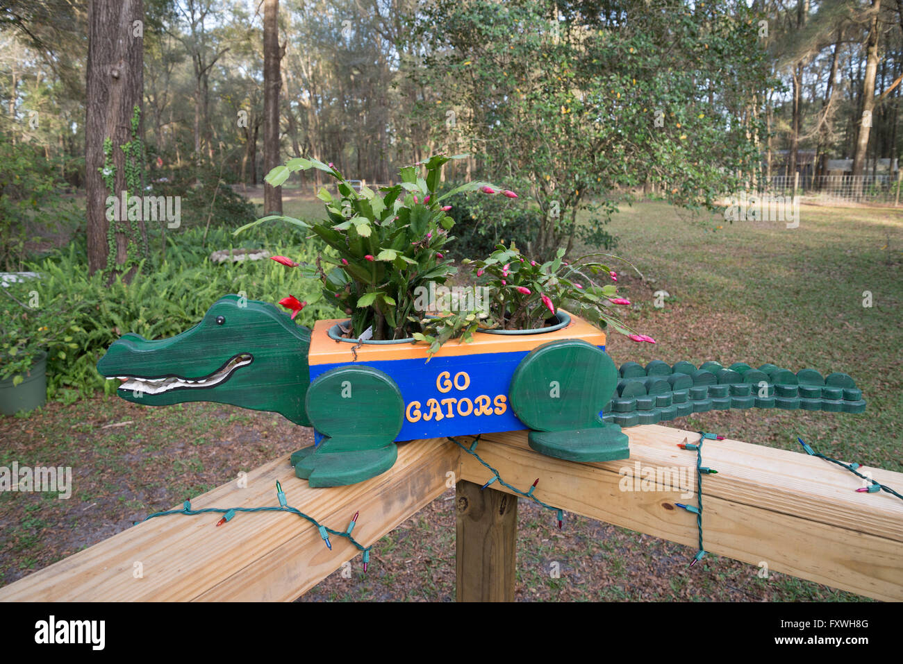 Florida gators mascot hi-res stock photography and images - Alamy