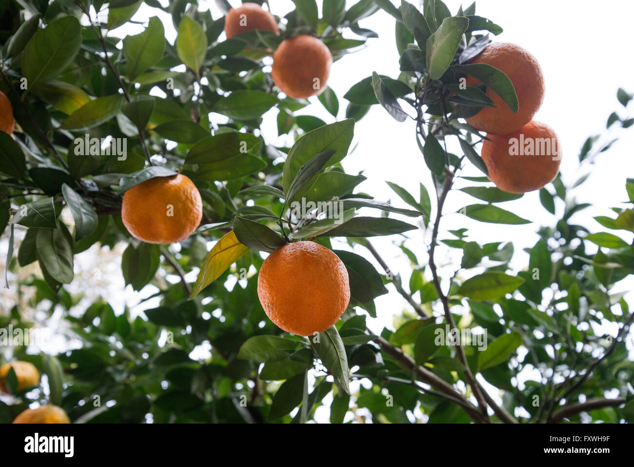 Backyard fruit tree hi-res stock photography and images - Alamy